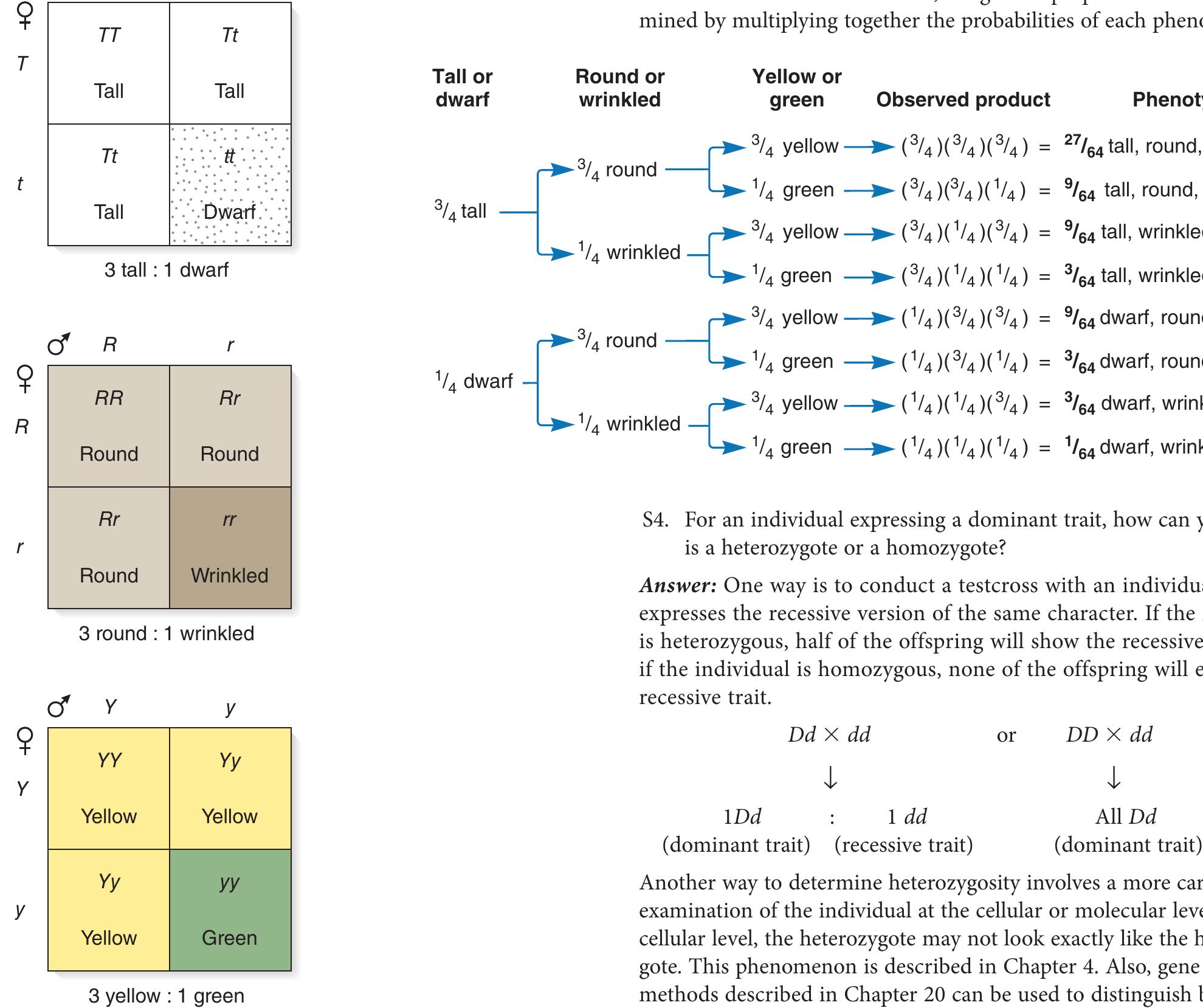 Instead of constructing a large, 64-box punnett square, we