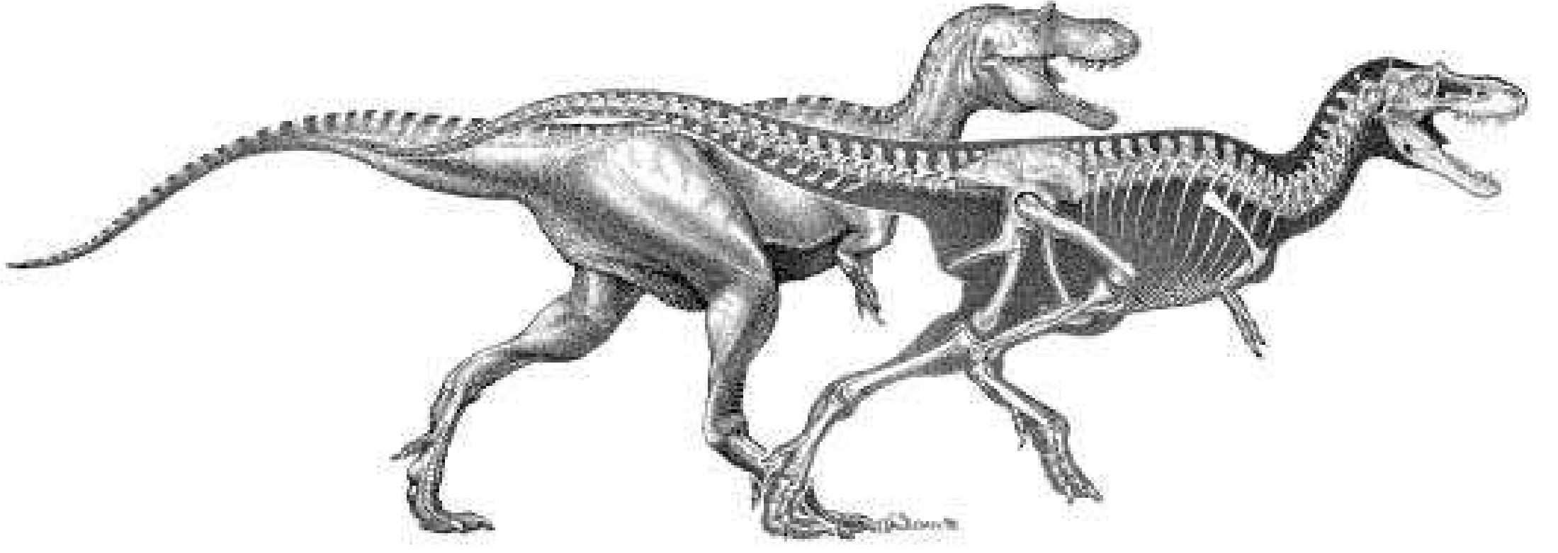 (PDF) Cranial anatomy of tyrannosaurid dinosaurs from the Late ...
