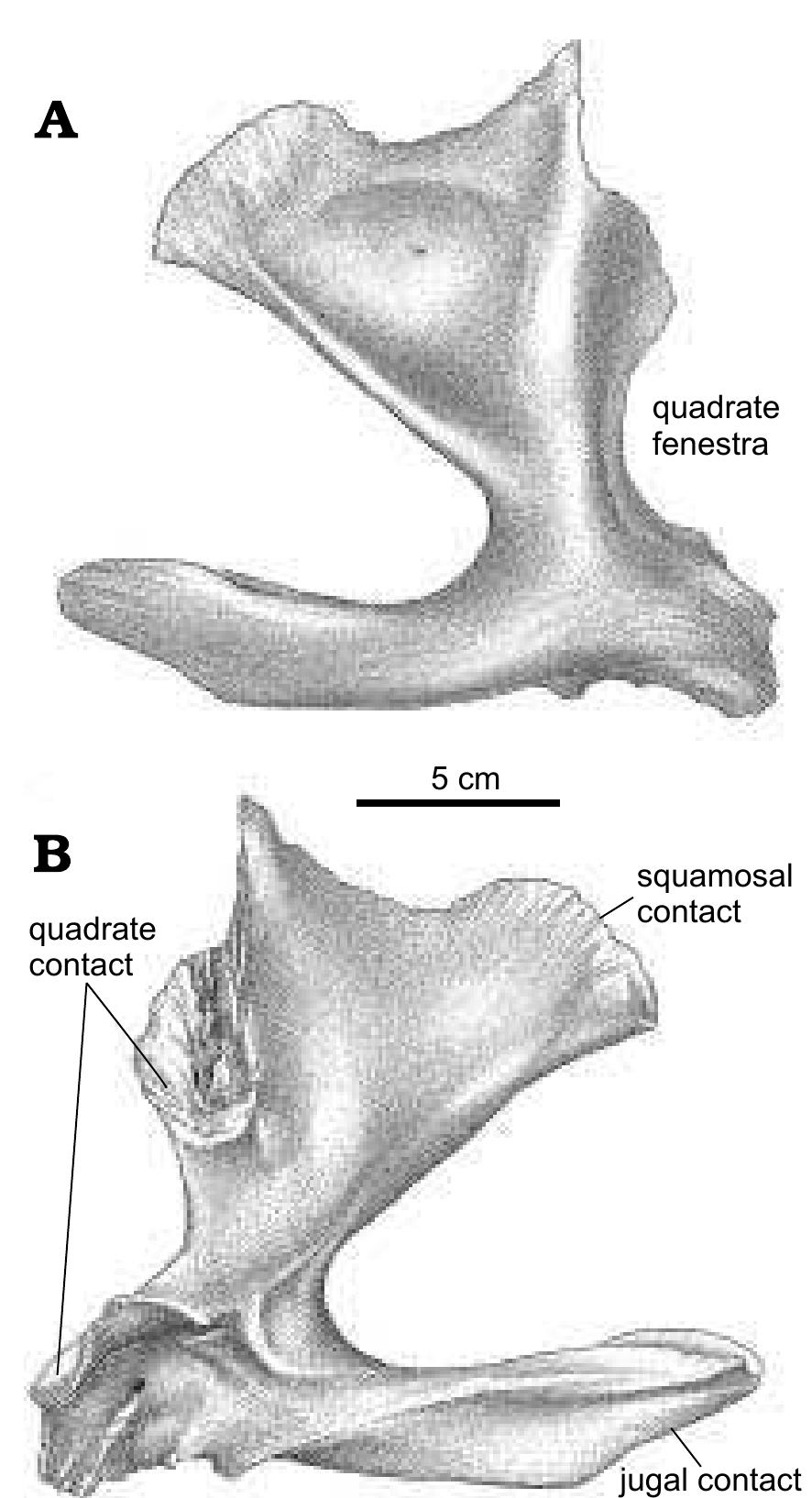 Albertosaurus sarcophagus (tmp 81.10.1). left quadratojugal