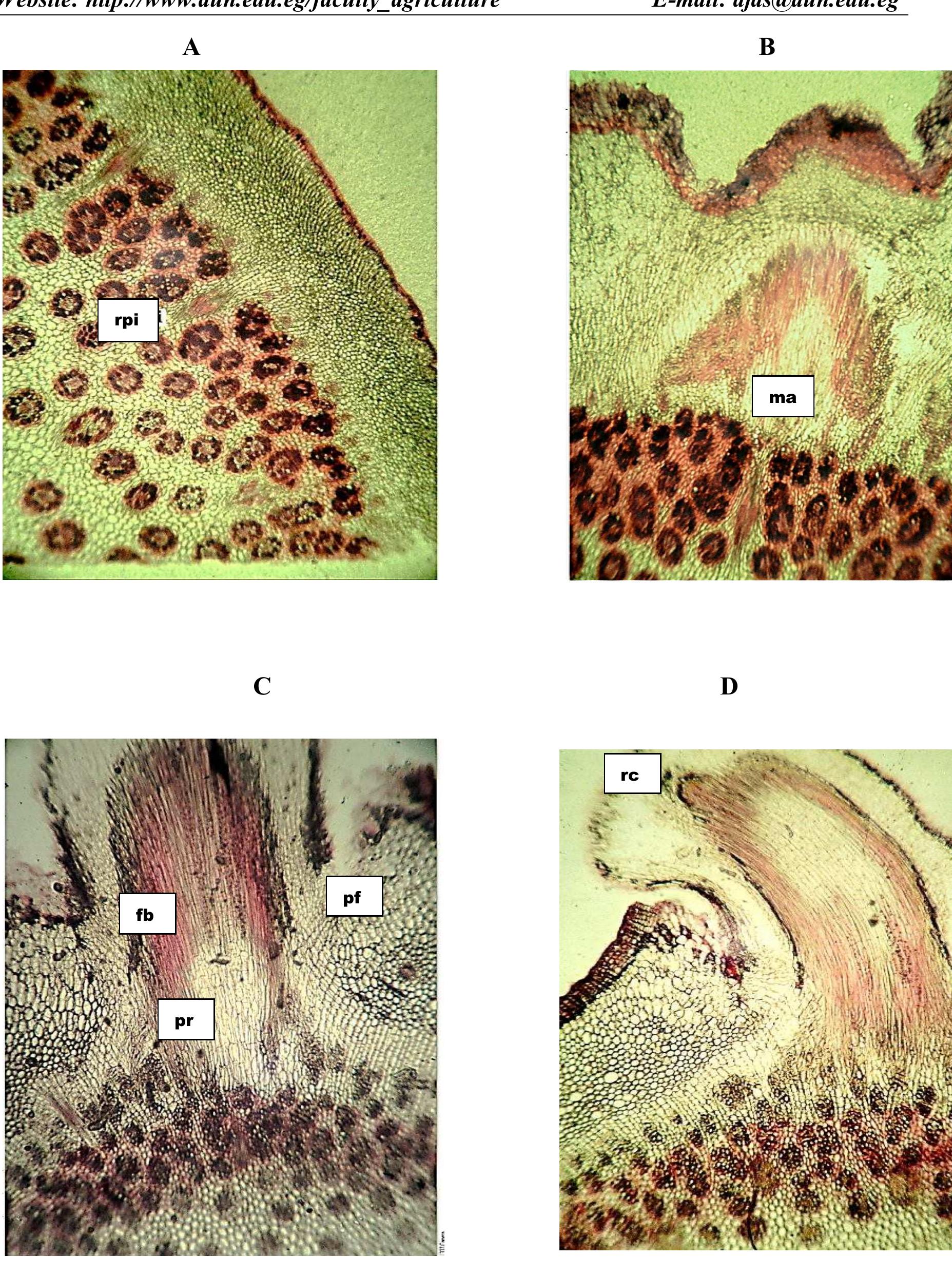 G. 4: transverse sections of the rooting zone of cordyline