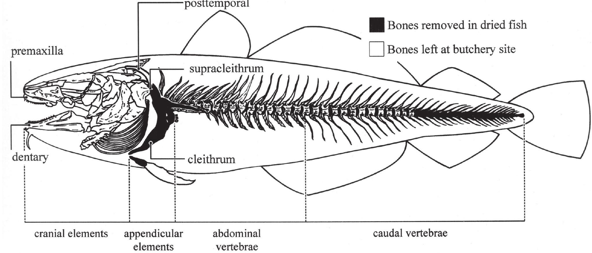 Figure 3 - from Studying medieval sea fishing and fish