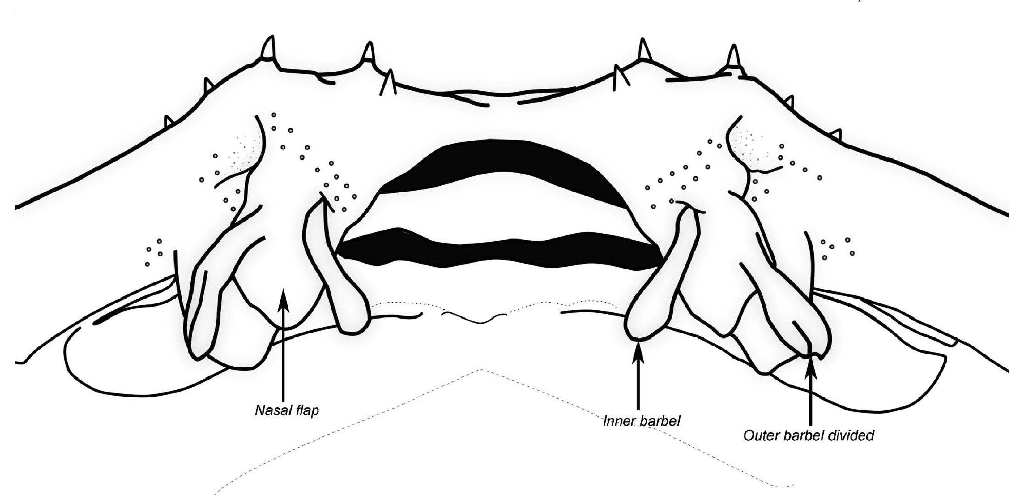 Ventral scheme of nasal barbels and labial furrows of male