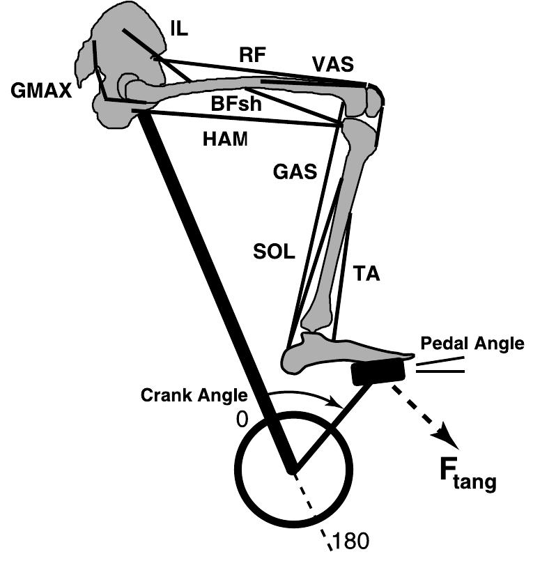 Kinematic chain, crank and pedal angles, and leg muscle