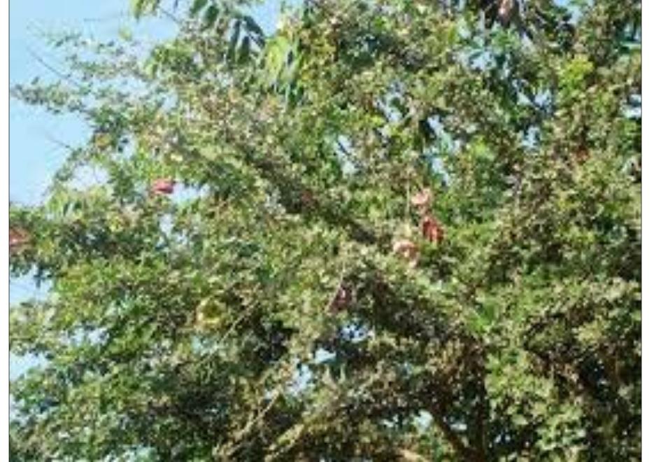 Pithecellobium dulce tree