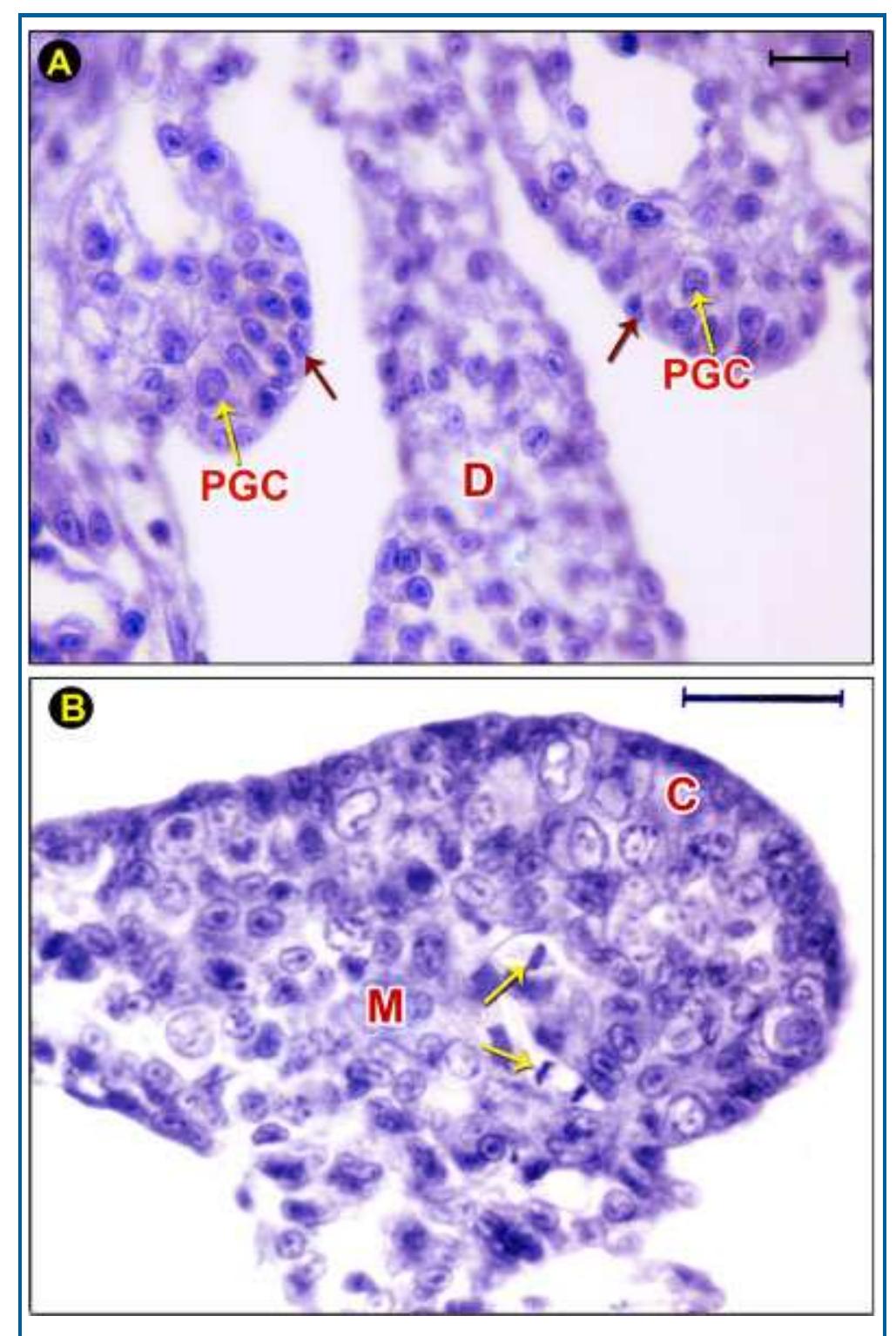 (a) transverse section of a stage 27 embryo of c. versicolor