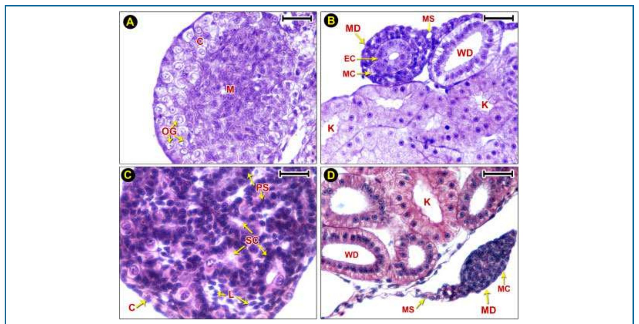 (a) transverse section of a stage 34 embryo of c. versicolor