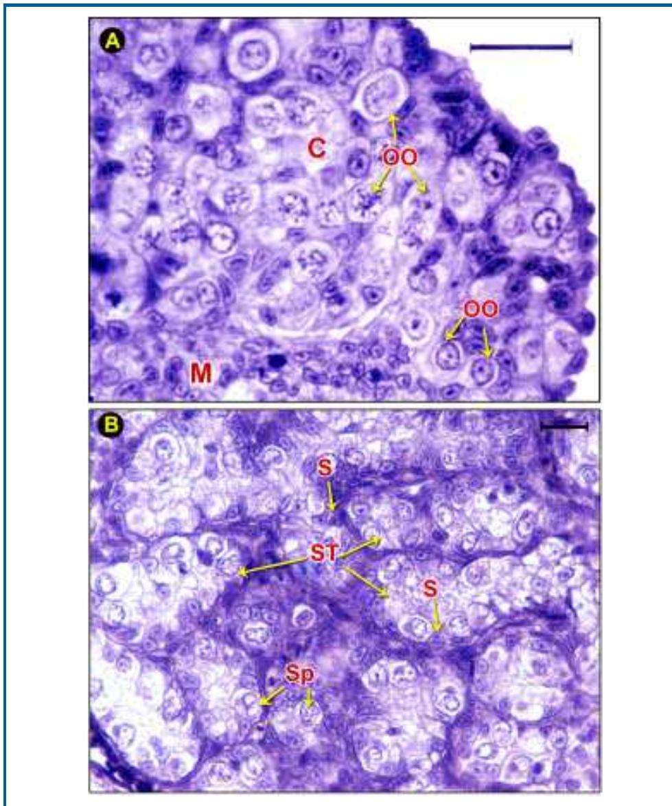 (a) transverse section of a stage 42 embryo of c. versicolor