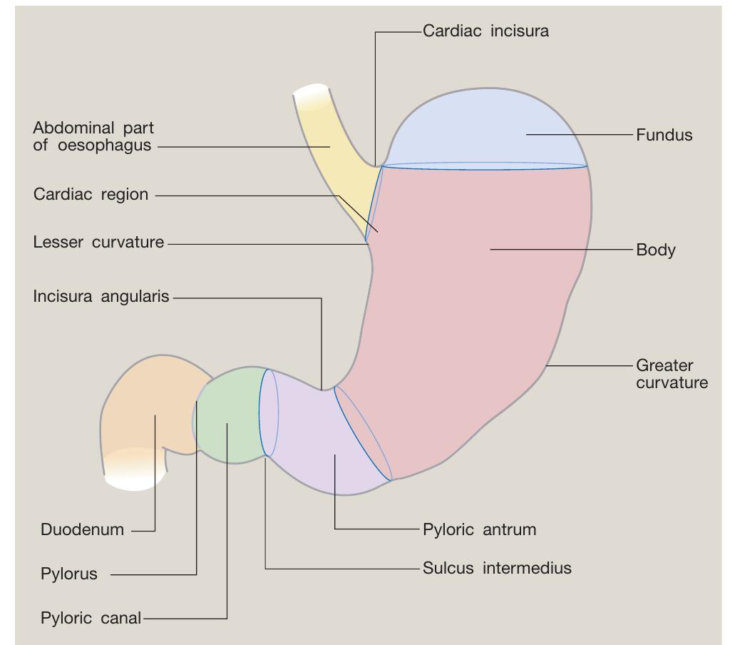The borders and regions of the stomach (viewed from the