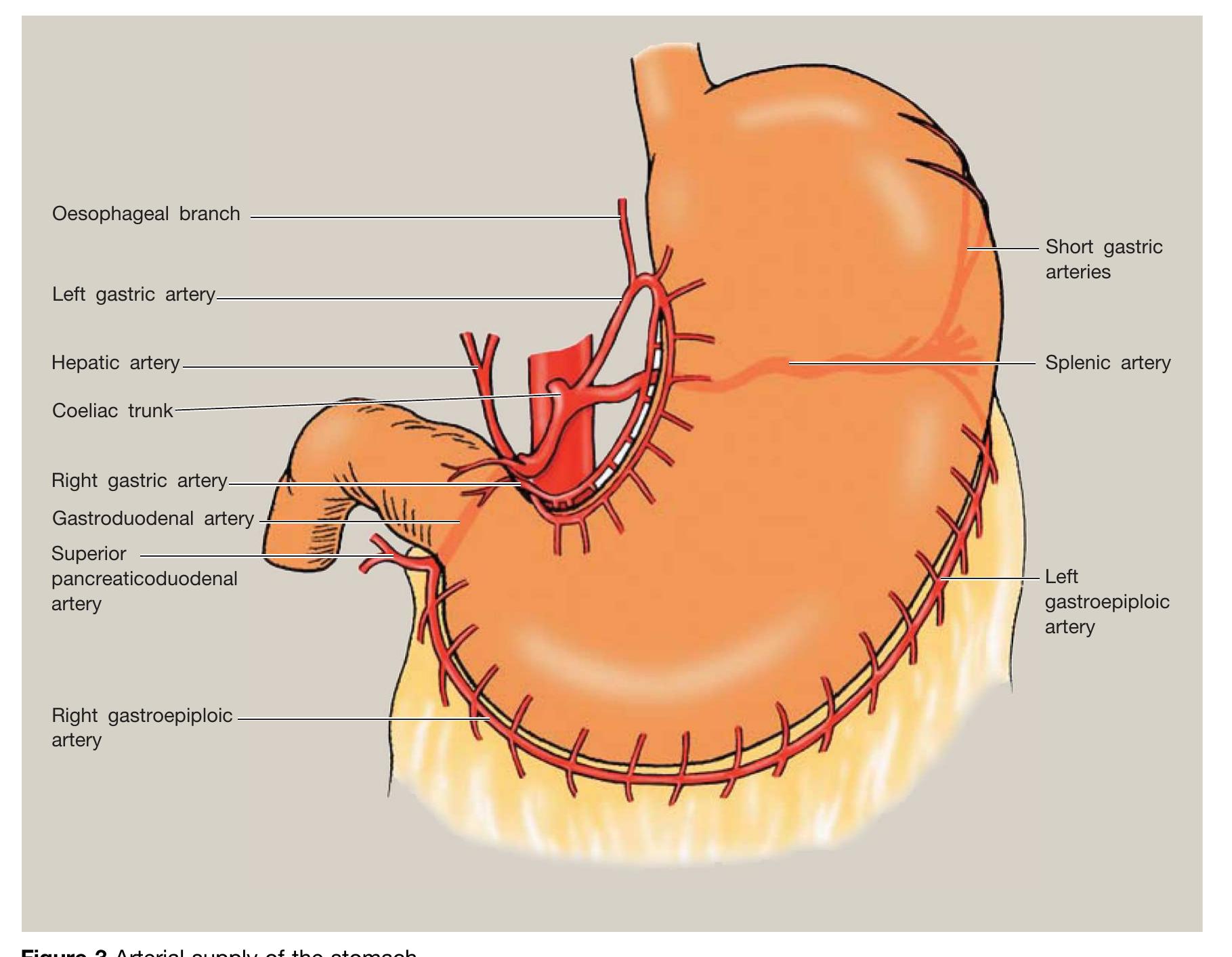 (PDF) Anatomy of the stomach