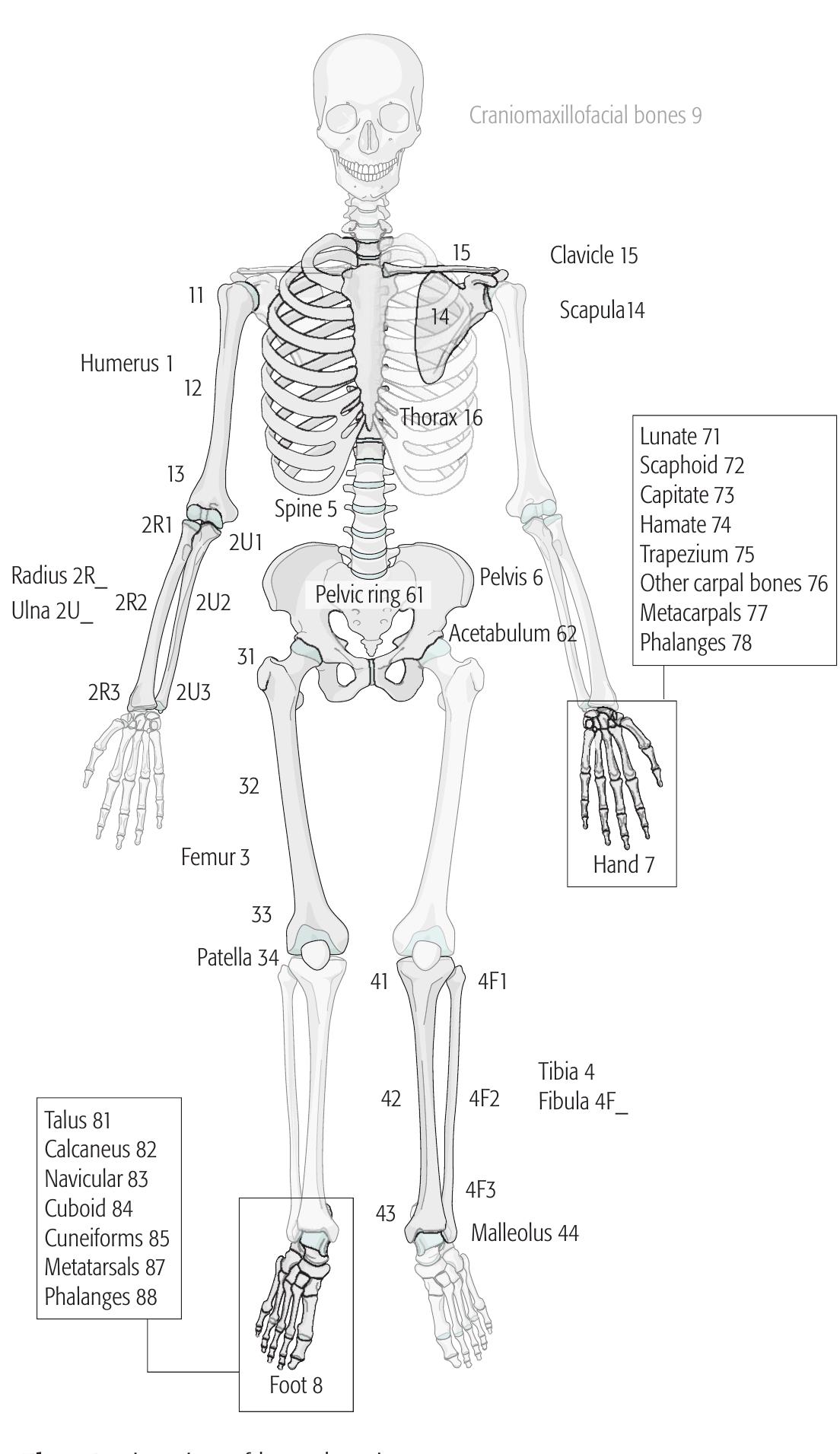 (PDF) Fracture and Dislocation Classification Compendium—2018 ...