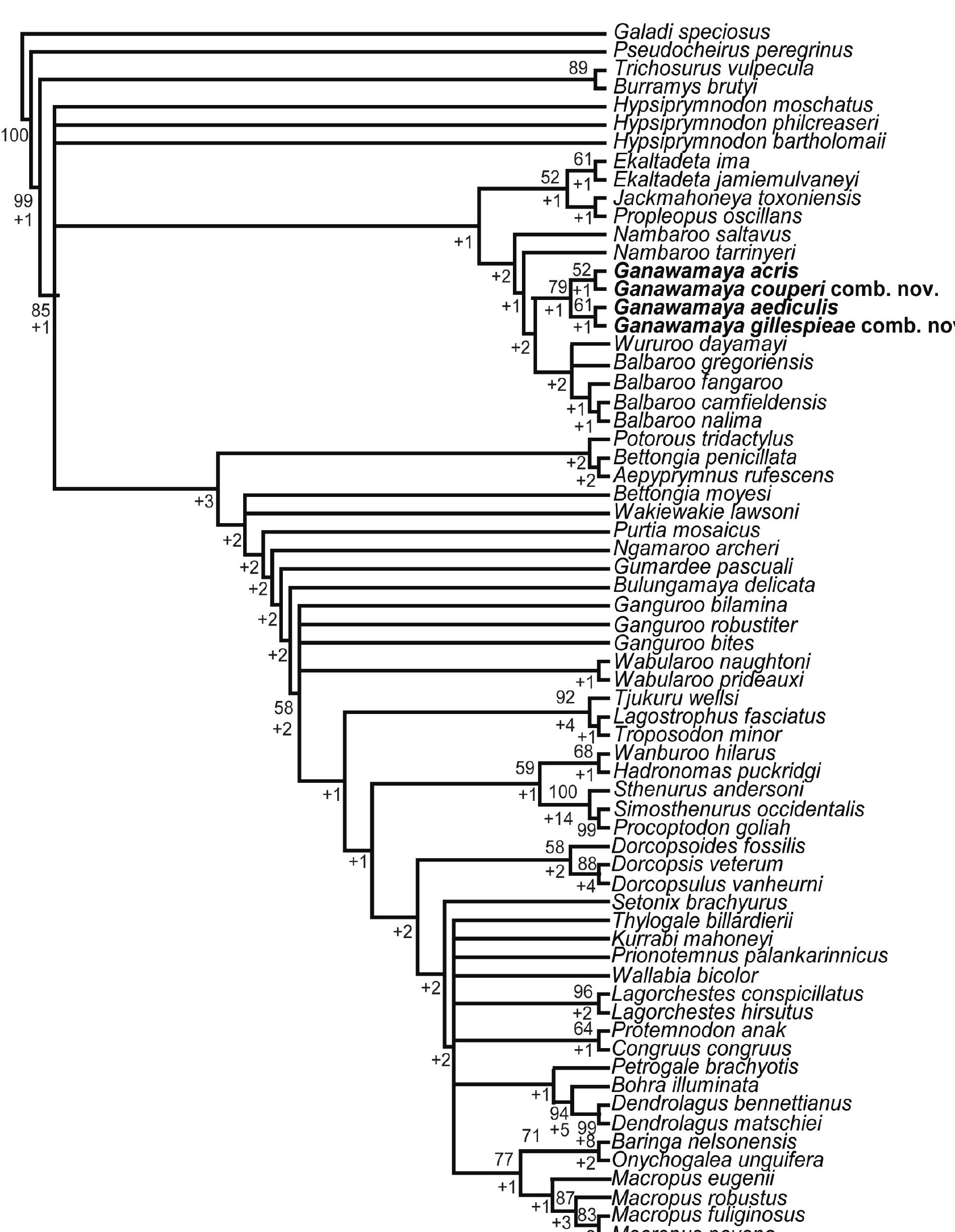 Figure 10 - Revision of Oligo-Miocene kangaroos, Ganawamaya