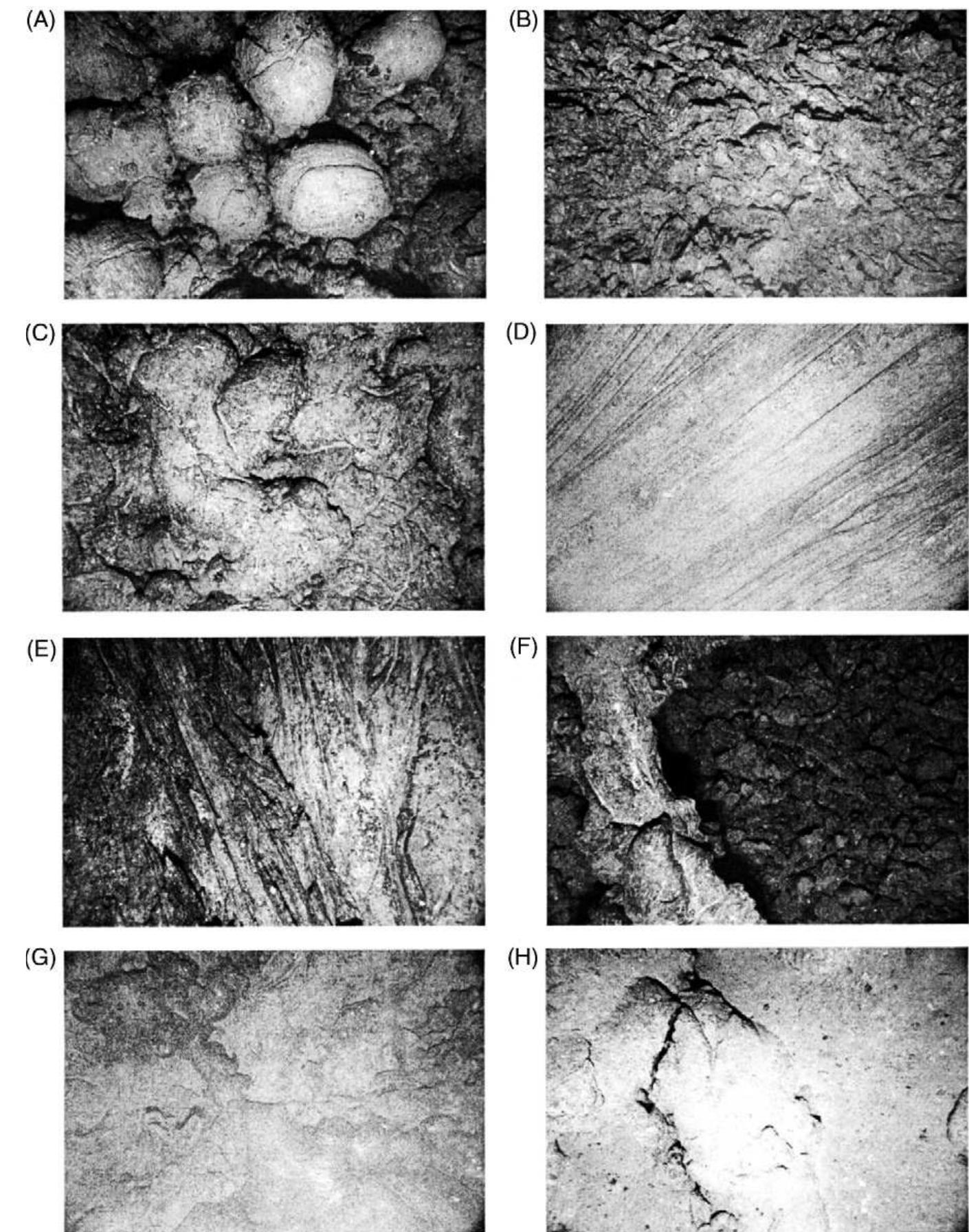 Examples of different morphologies, surface textures and