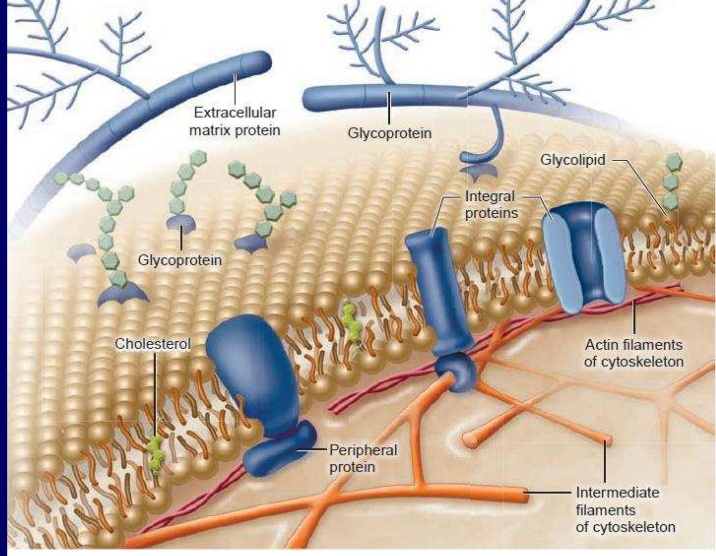 Figure 12 - Cells: Structure and Function