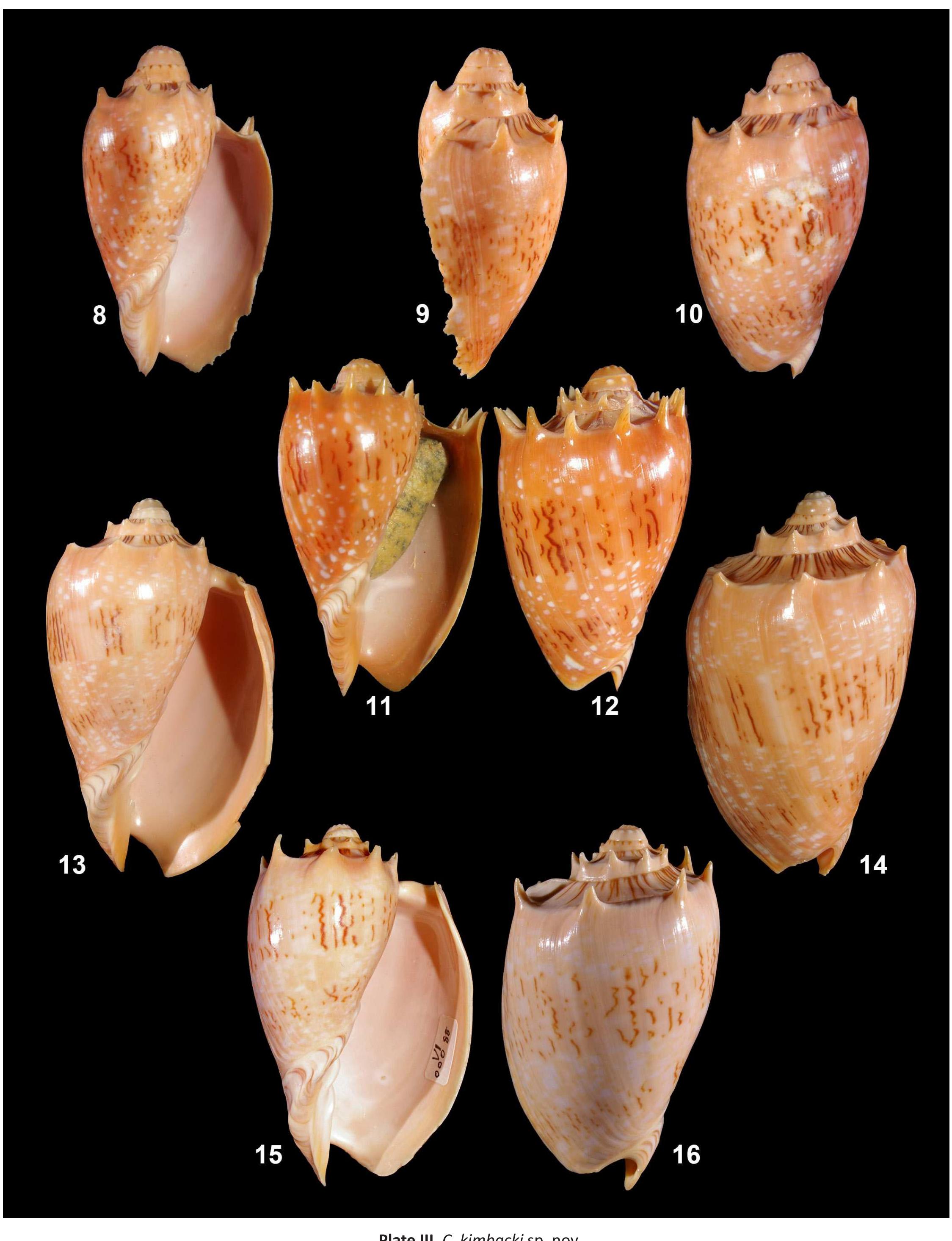 Figure 4 - A new species of Cymbiola (Gastropoda: Volutidae)