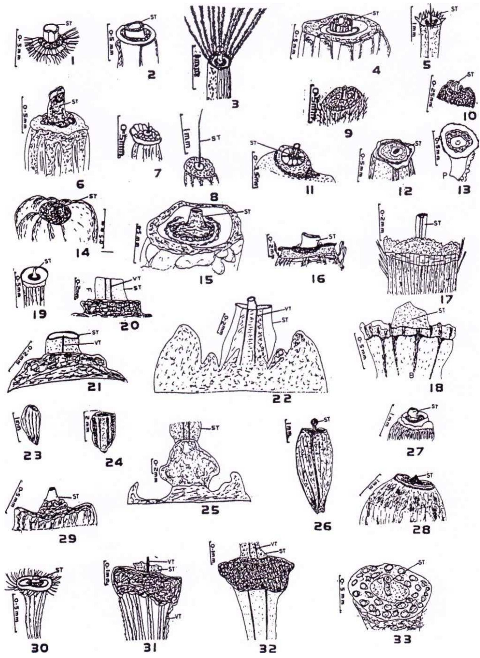 (PDF) COMPARATIVE STUDIES OF STYLOPODIUM IN SOME ASTERACEAE