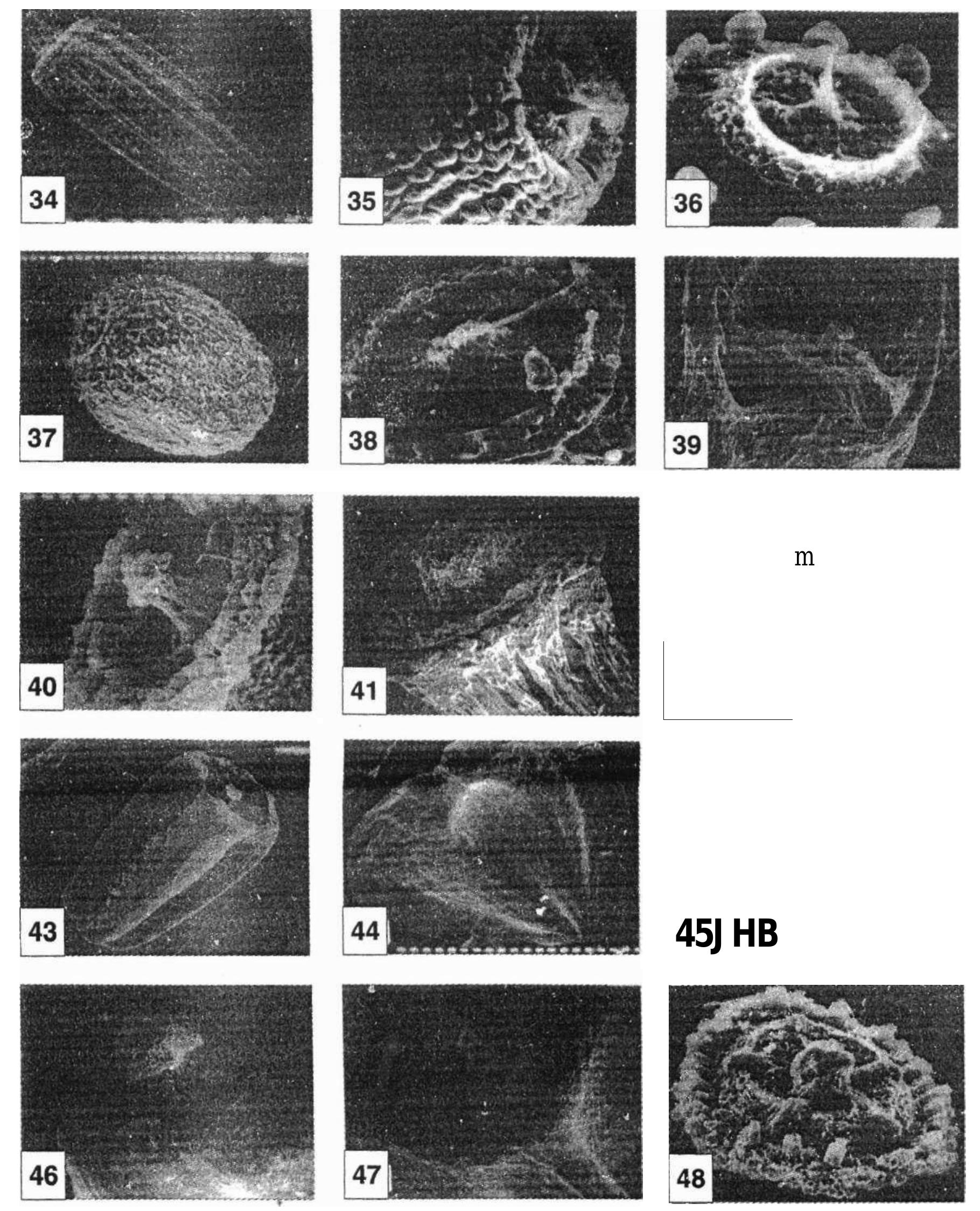 (PDF) COMPARATIVE STUDIES OF STYLOPODIUM IN SOME ASTERACEAE