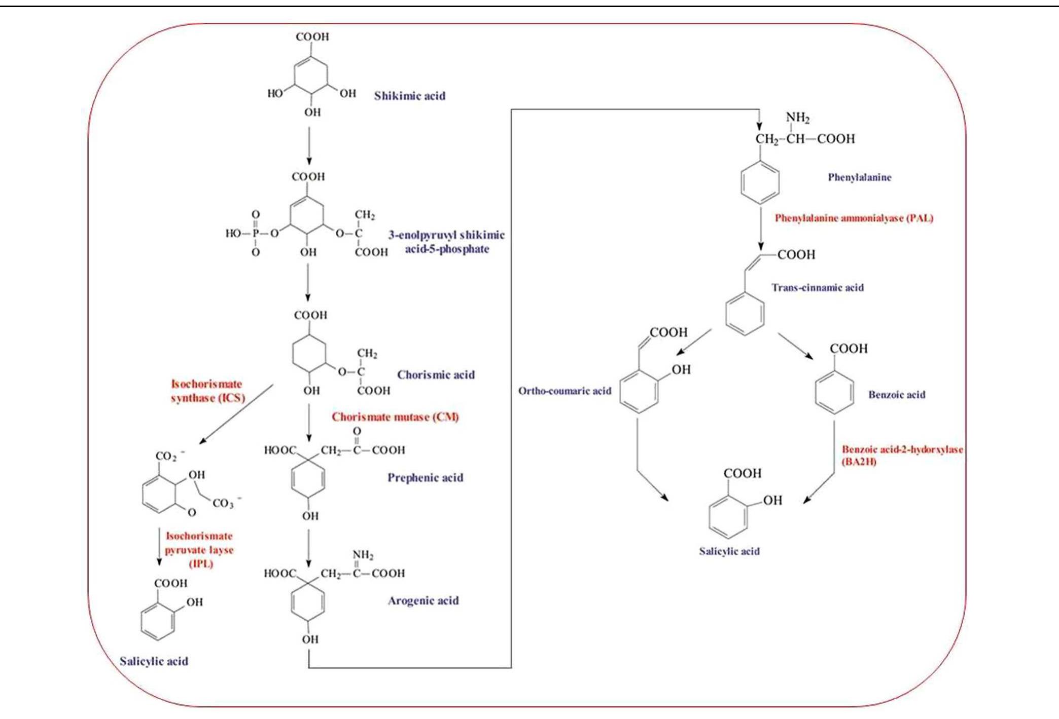| a model of salicylic acid (sa) biosynthesis pathway