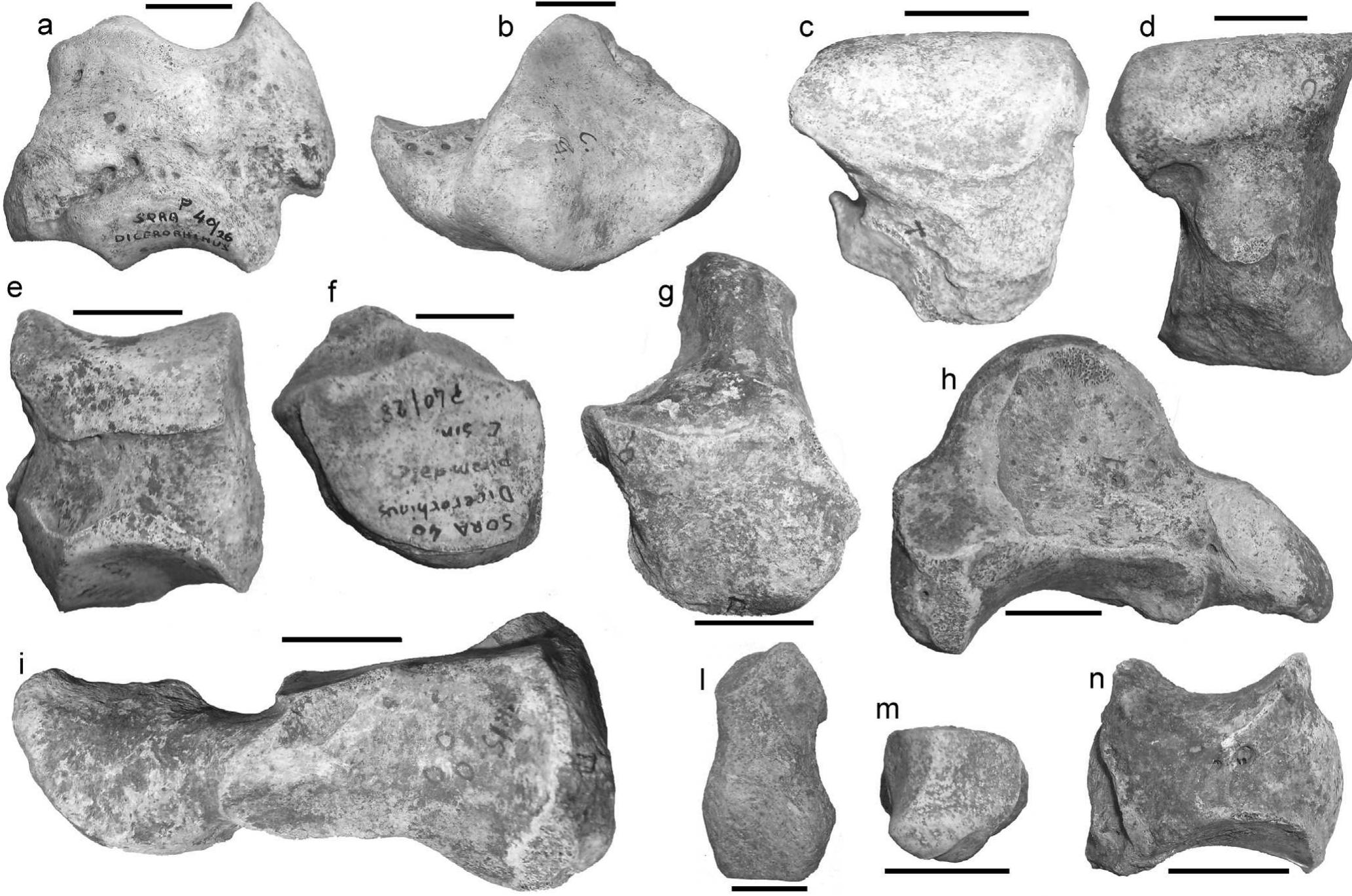 Postcranial remains of s. hemitoechus from valle radice. a: