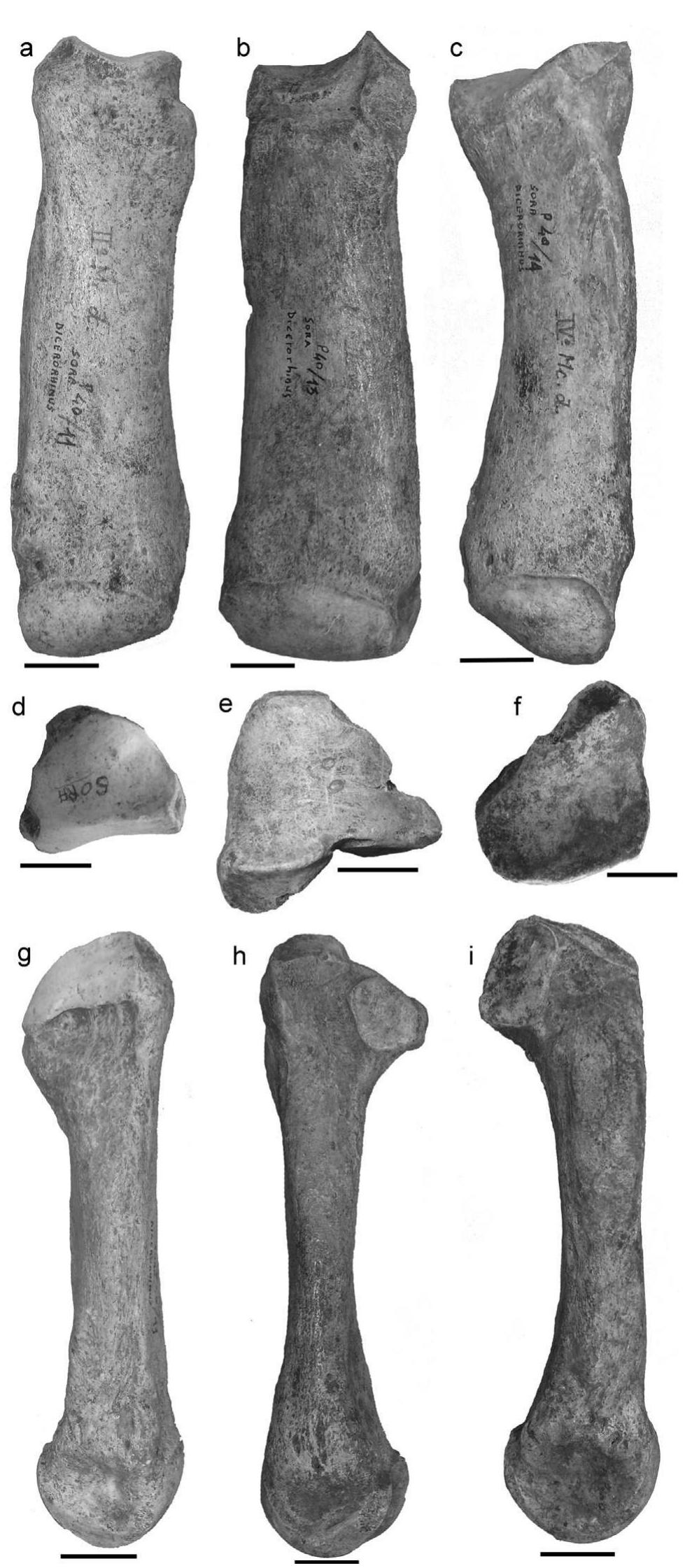 Postcranial remains of s. hemitoechus from valle radice. a: