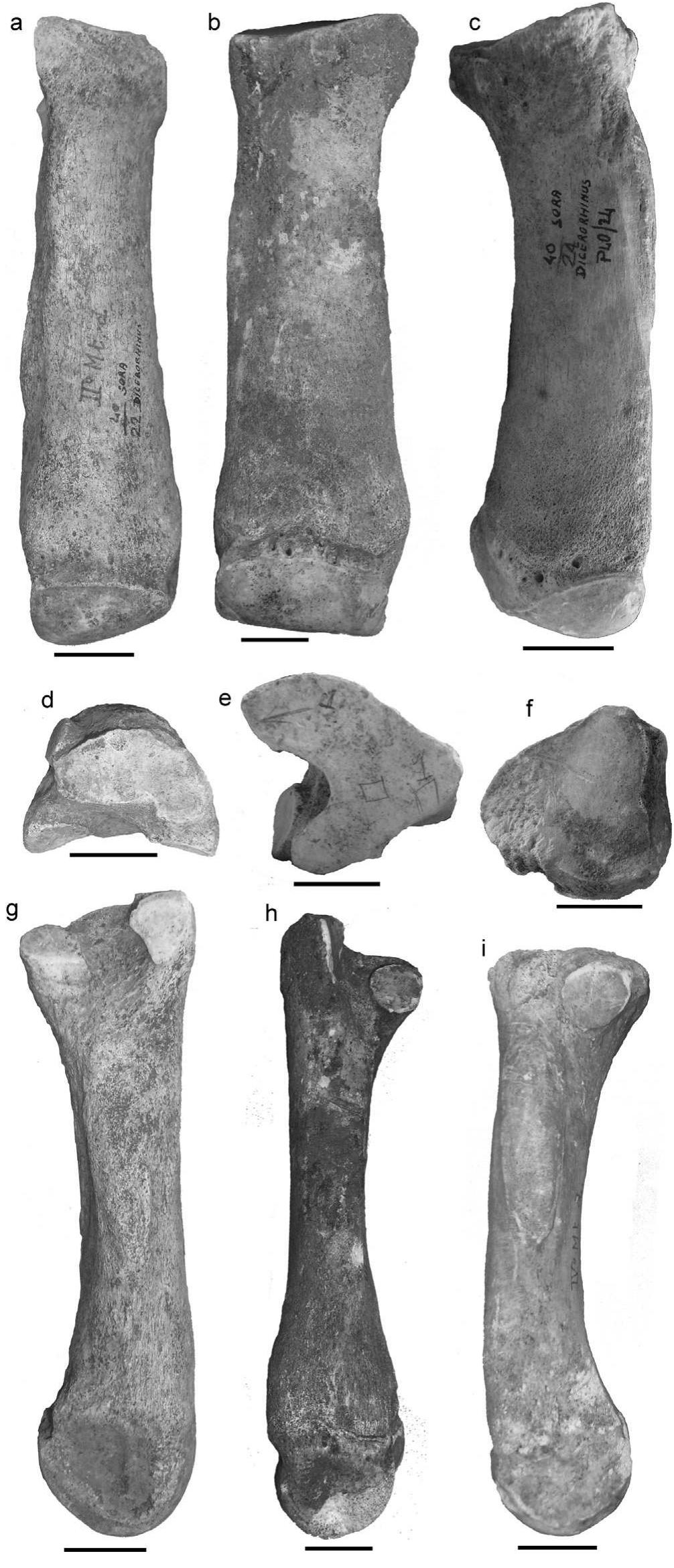 Postcranial remains of s. hemitoechus from valle radice. a: