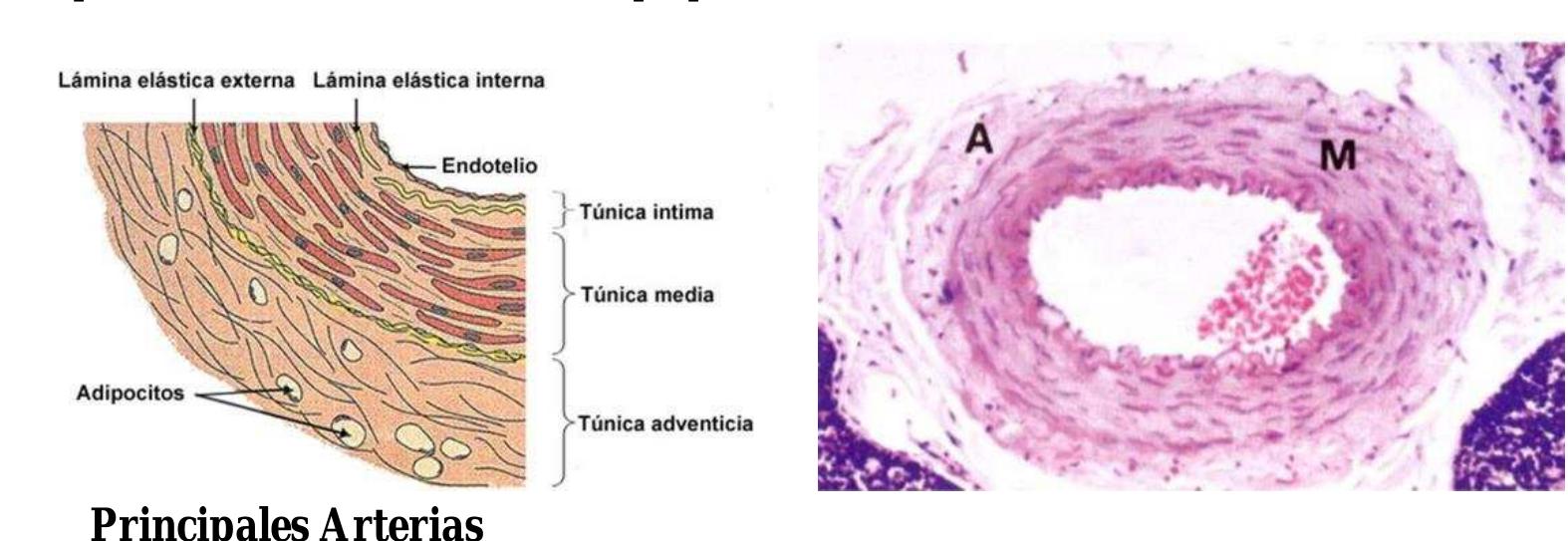 Figure 6 - from HISTOLOGÍA DE CARDIACO Y RESPIRATORIO V