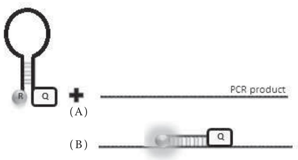 Diagram of molecular beacon. detection of pcr product by