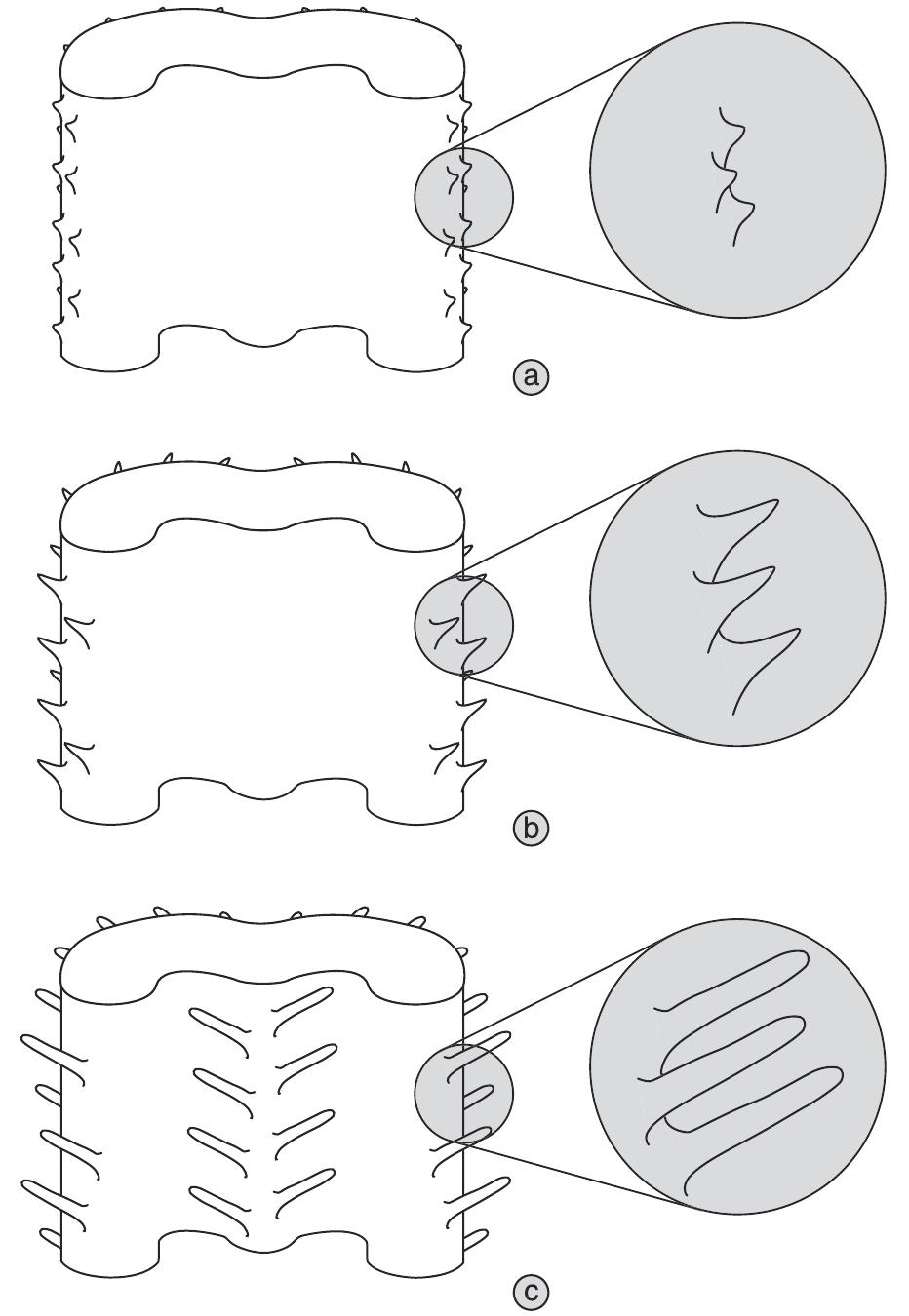 Schematic drawings of papillae in the middle of the calyx