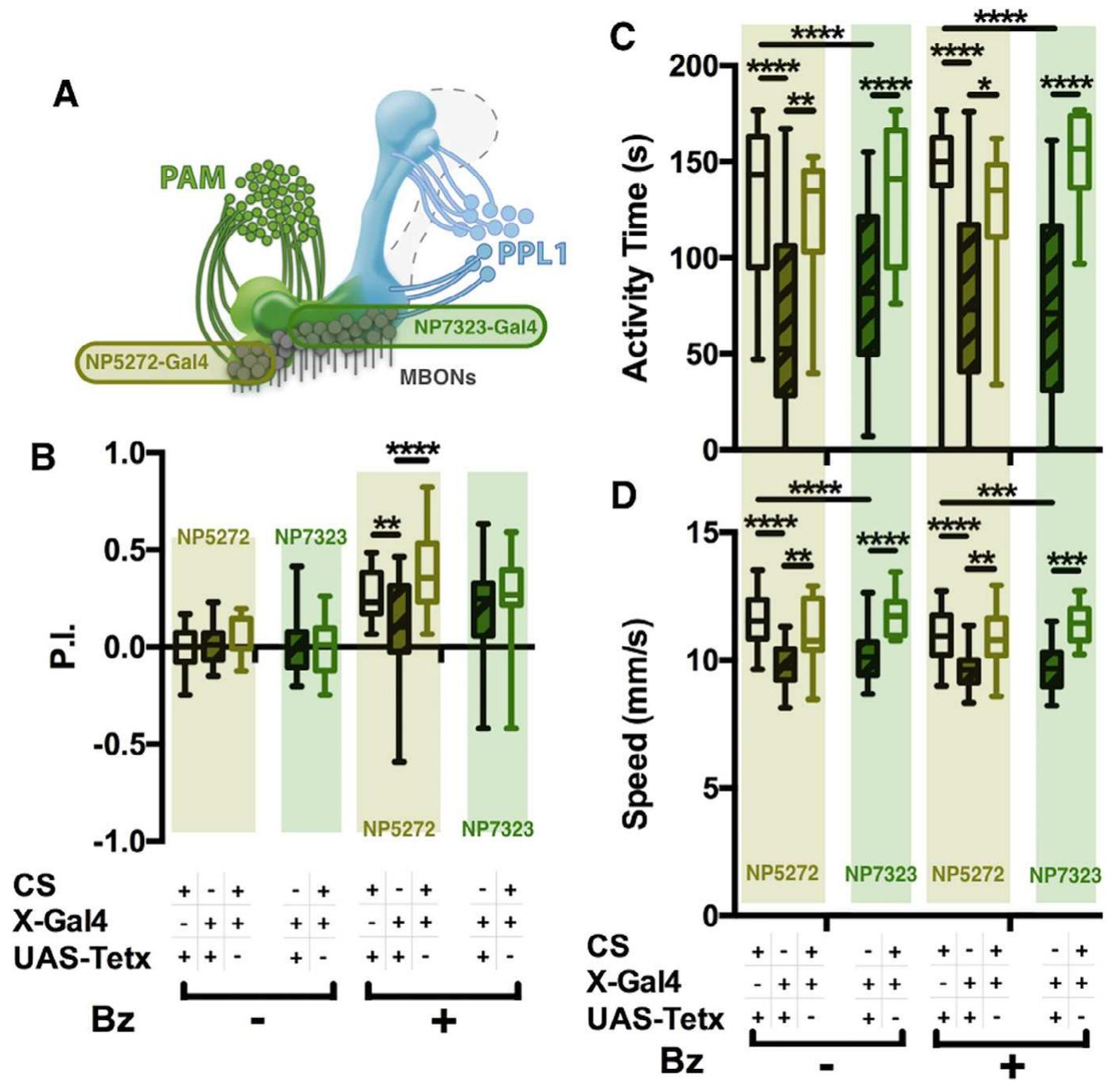 Pam subpopulations innervating different mb lobe regions