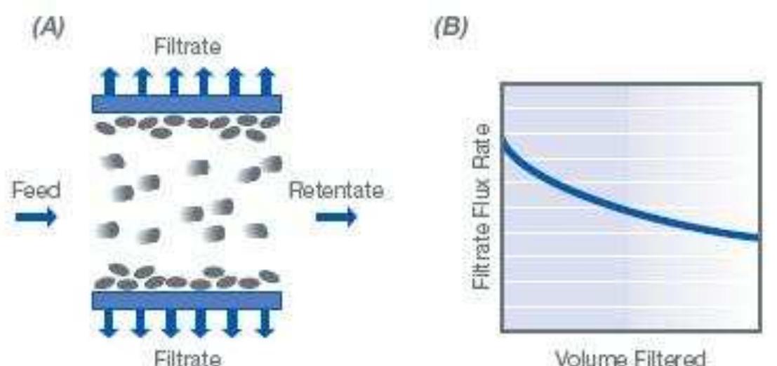(PDF) Introduction to Tangential Flow Filtration for Laboratory and ...
