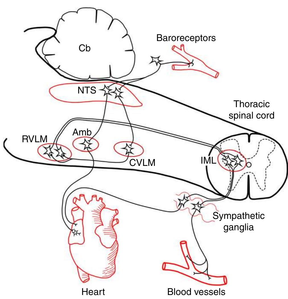 9 anatomical schematic of the organization of the arterial