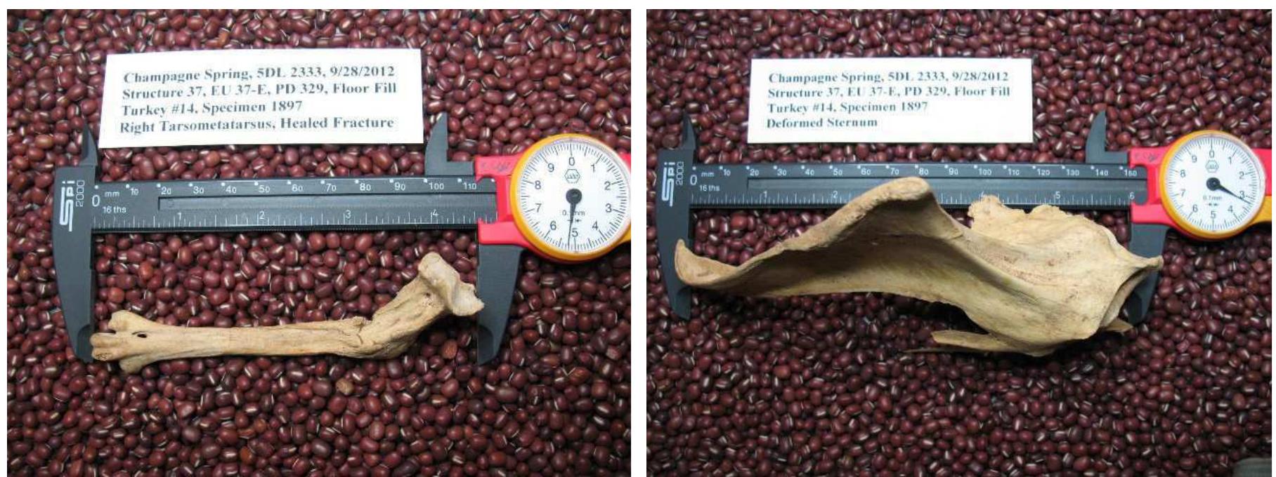 structure 37, turkey #14.left: healed tarsometatarsus.