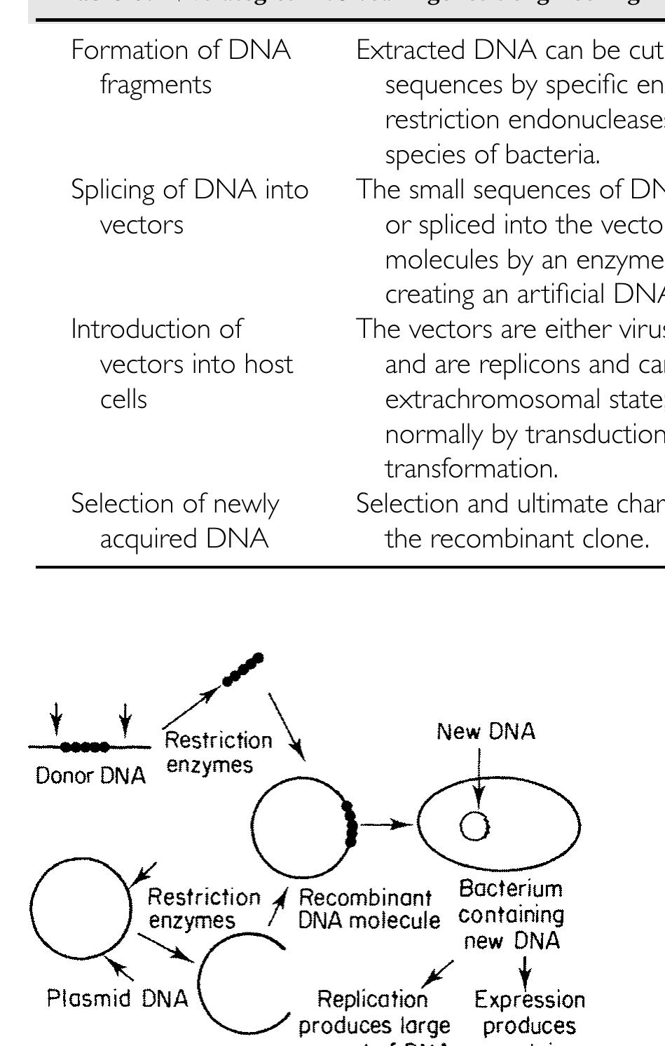 Novel methods of ensuring dna uptake into cells include