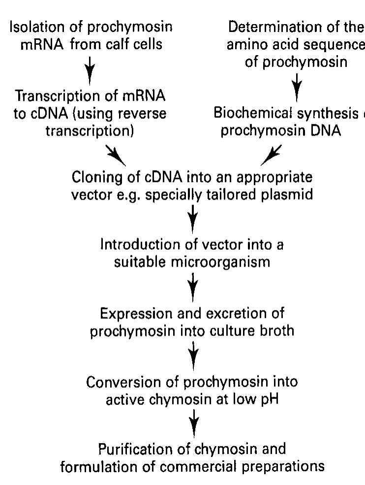 Microbial growth in the intestine the human intestine