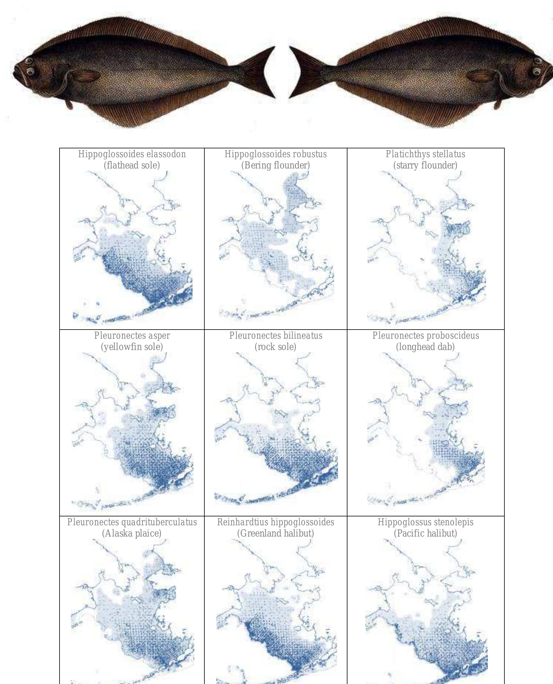 Figure 18 - from Siberian Yupik Bionyms 2012