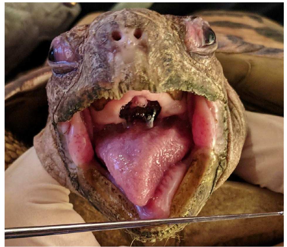 Mouth petechiae with mild gingival swelling reported in a