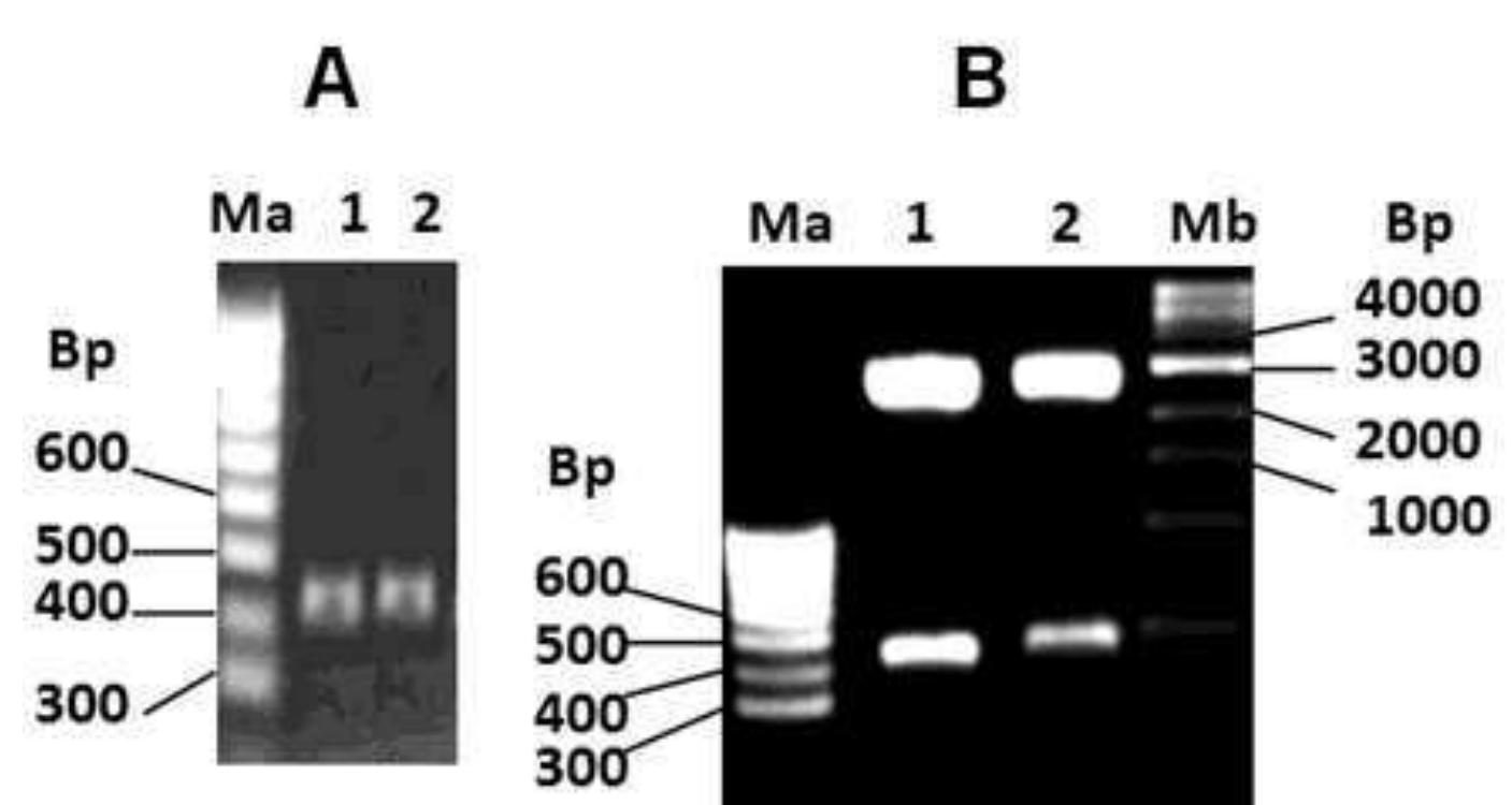 Pcr amplification of il-2 gene (a) and confirmation of