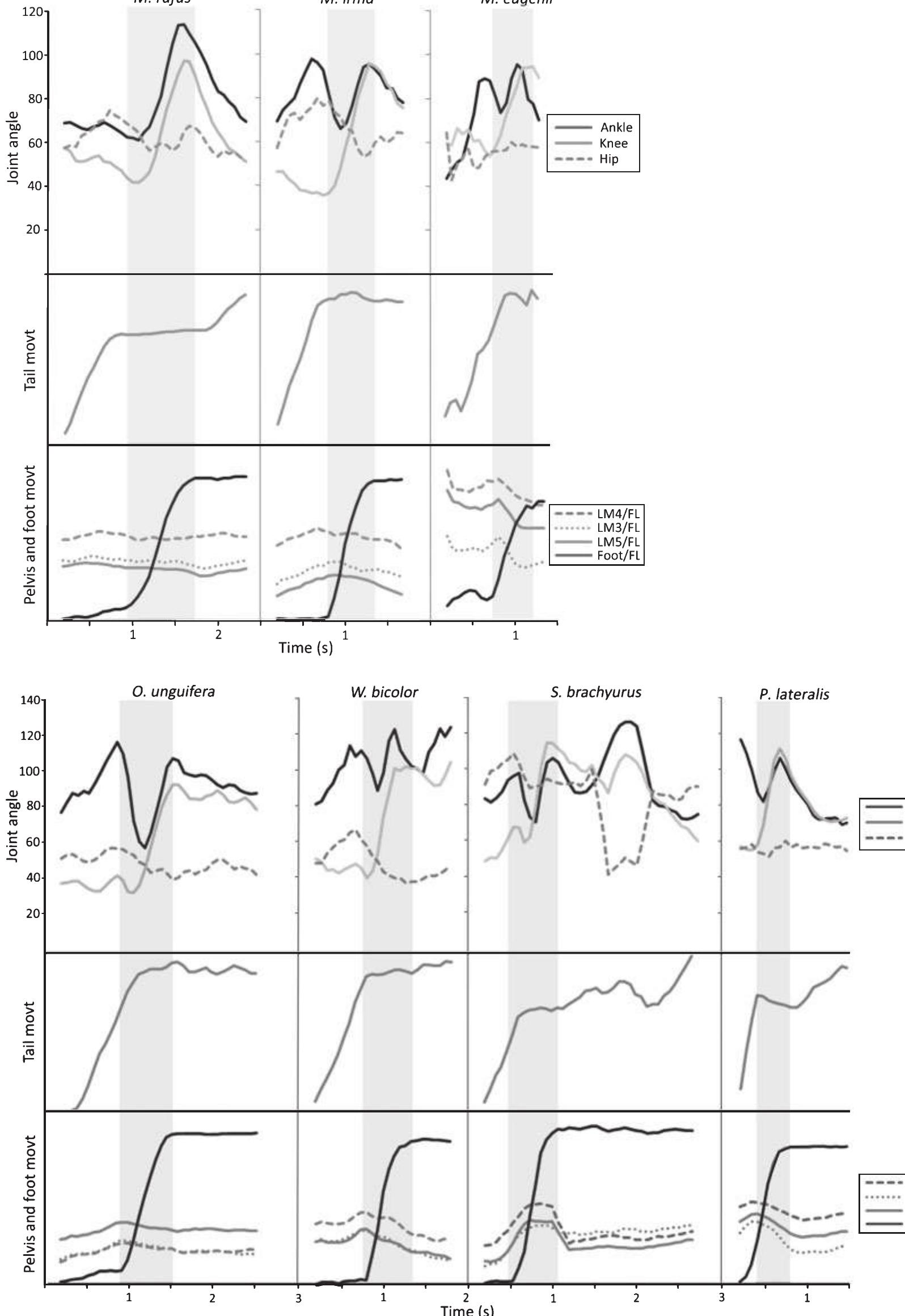 Movement of the tail, pelvis and foot during the slow gait