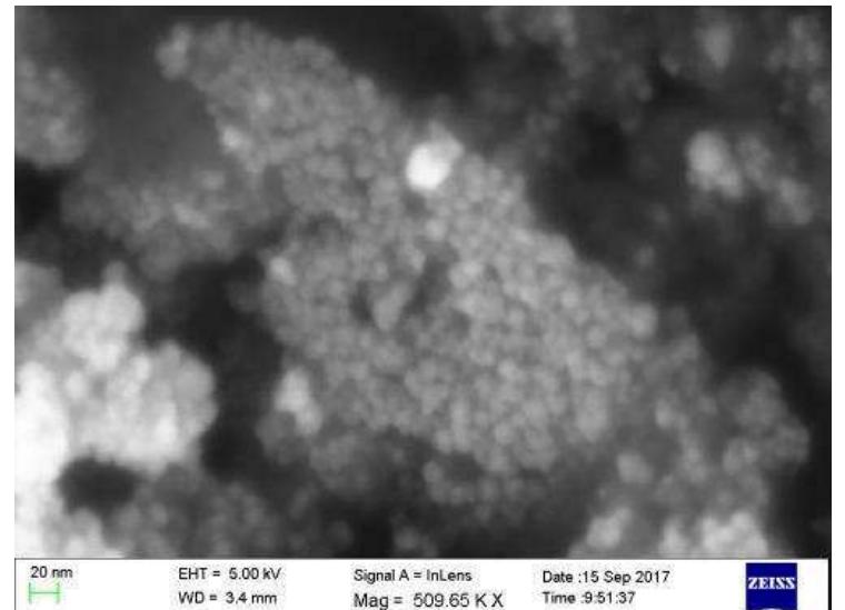 The scanning electron microscopy (sem) images of pure and mn