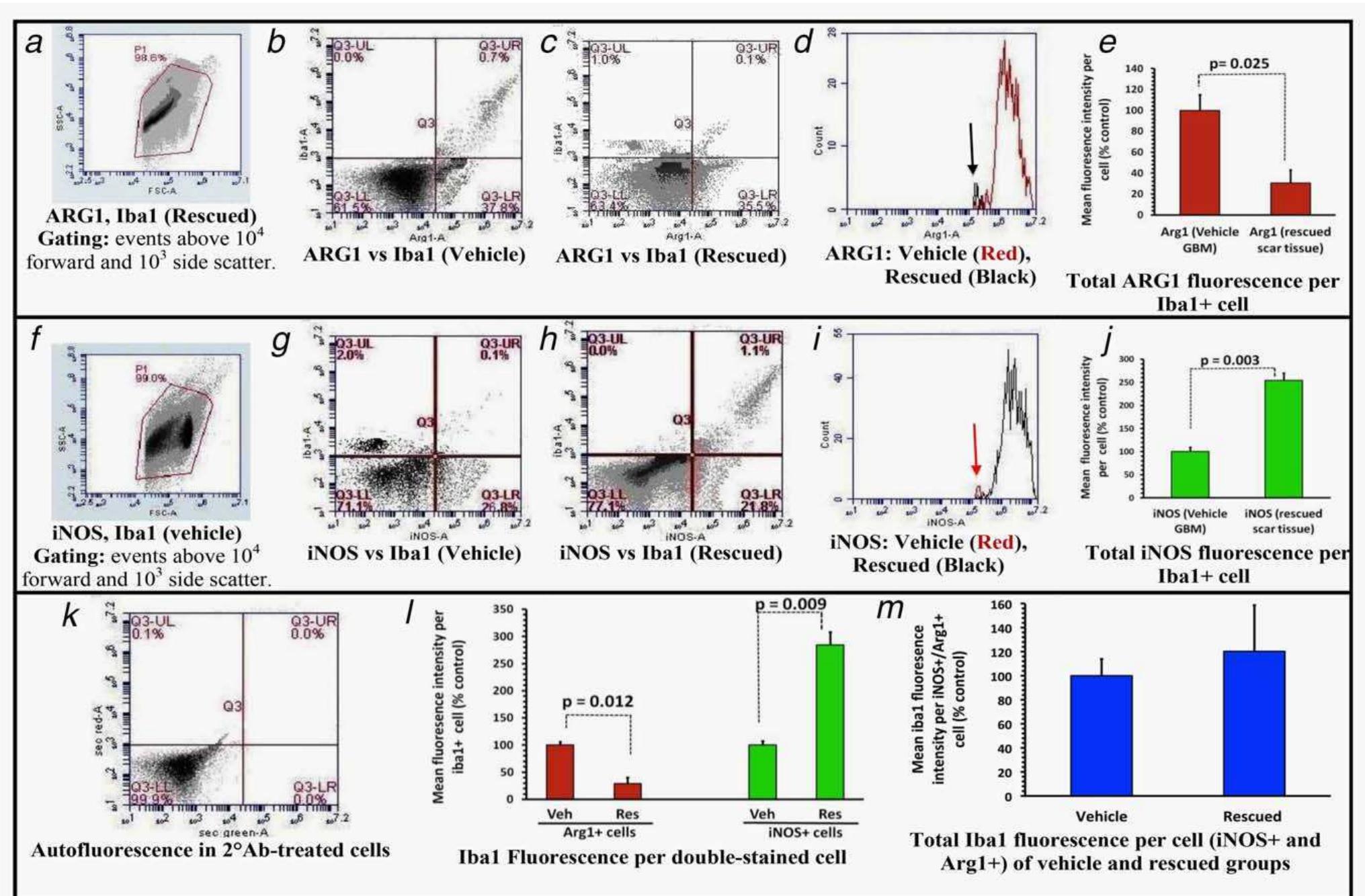 Flow cytometry analysis of iba1+ microglia in gbm and scar