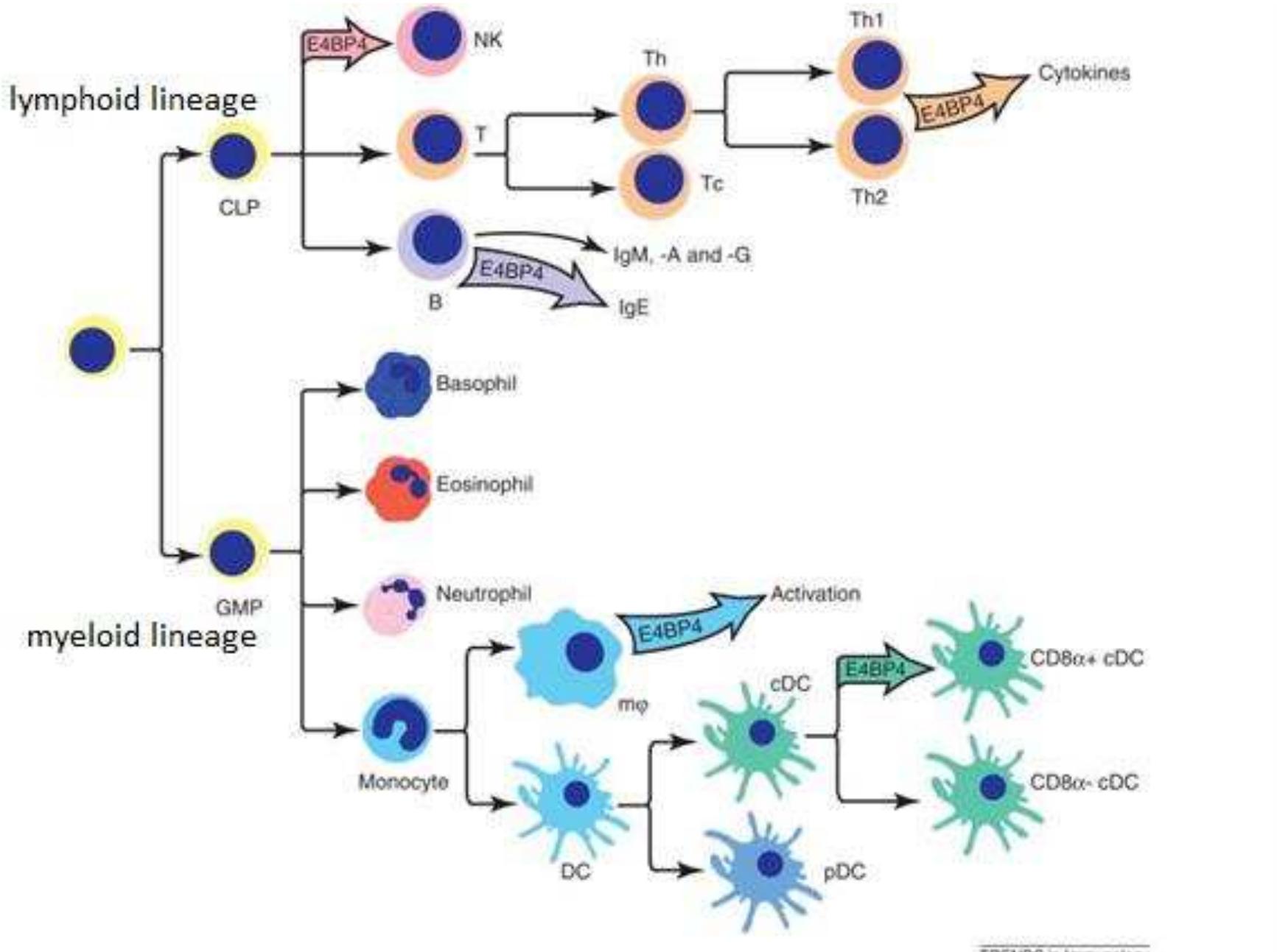 The cells of the immune system and their lineage. nk: