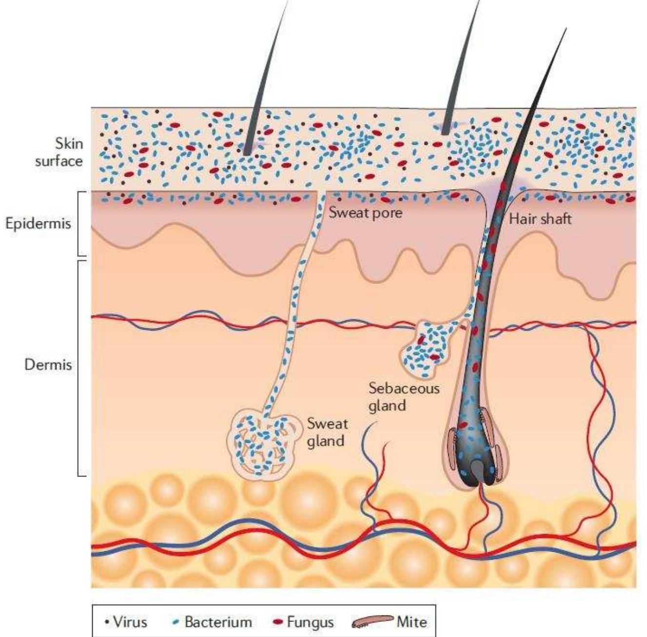Schematic cross-section of skin histology, including