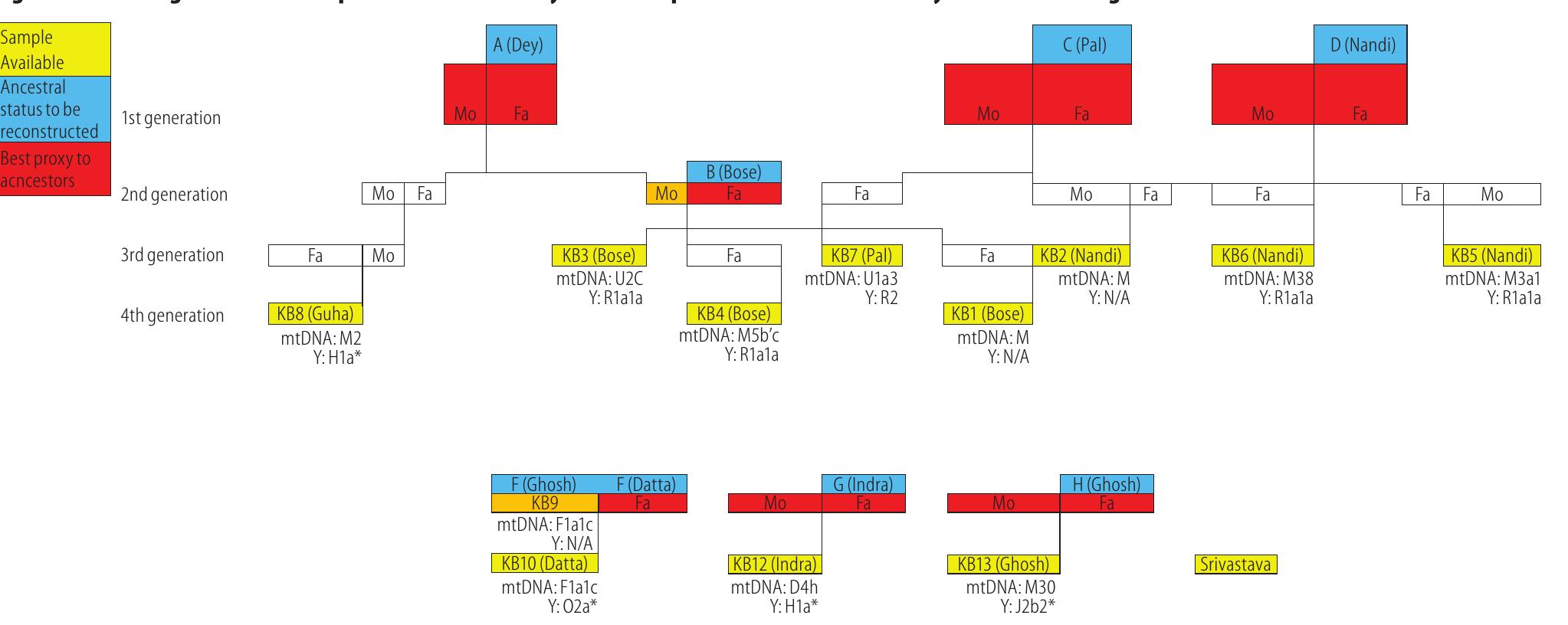 (PDF) Kayasthas of Bengal: Legends, Genealogies, Genetics