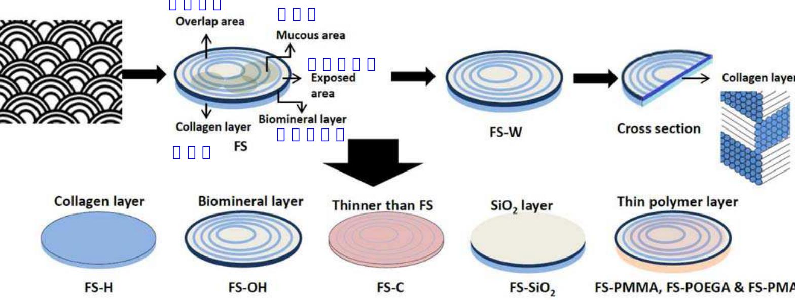 The diagram illustrates different scale structures of