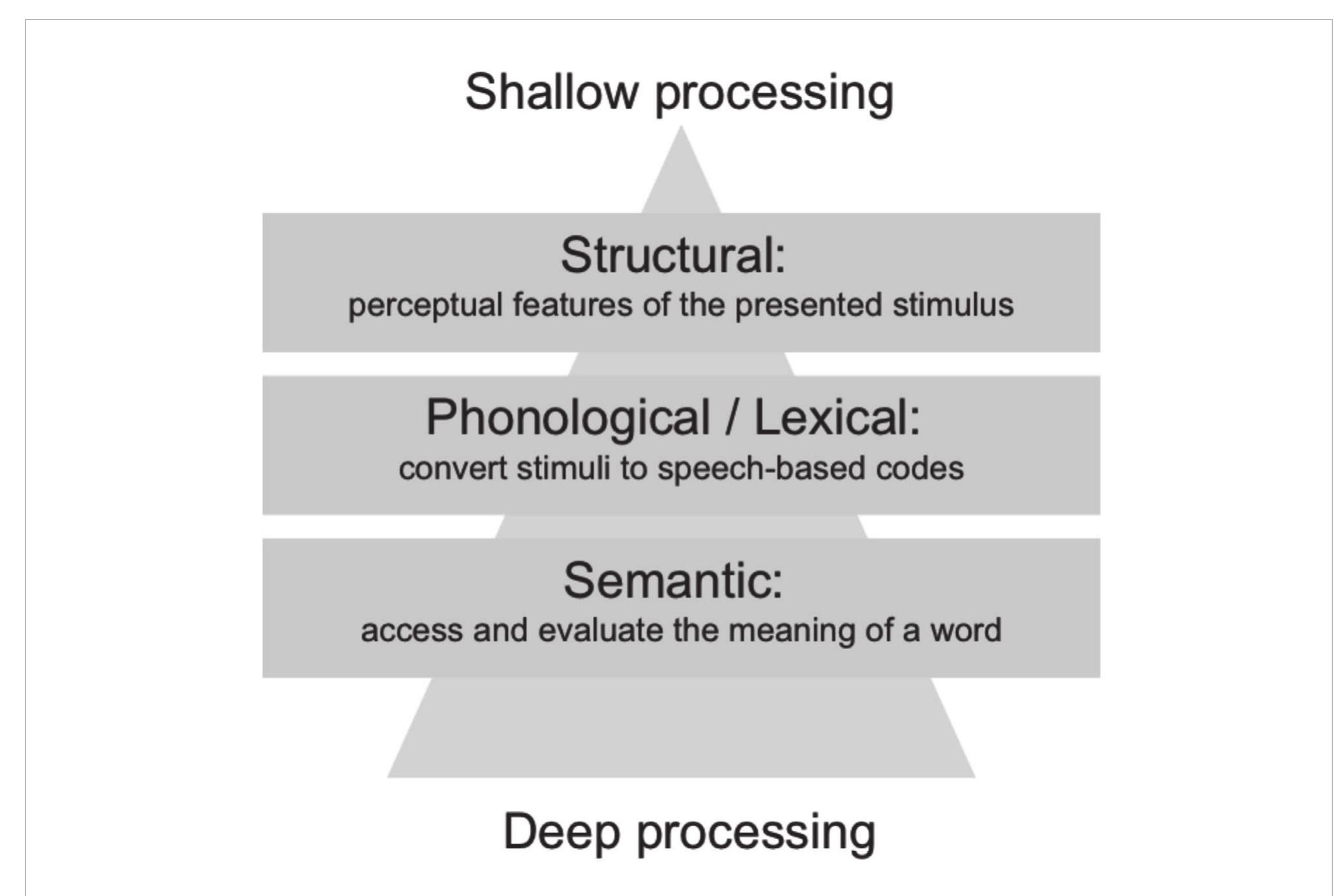 Levels of input processing. activation of the hippocampus
