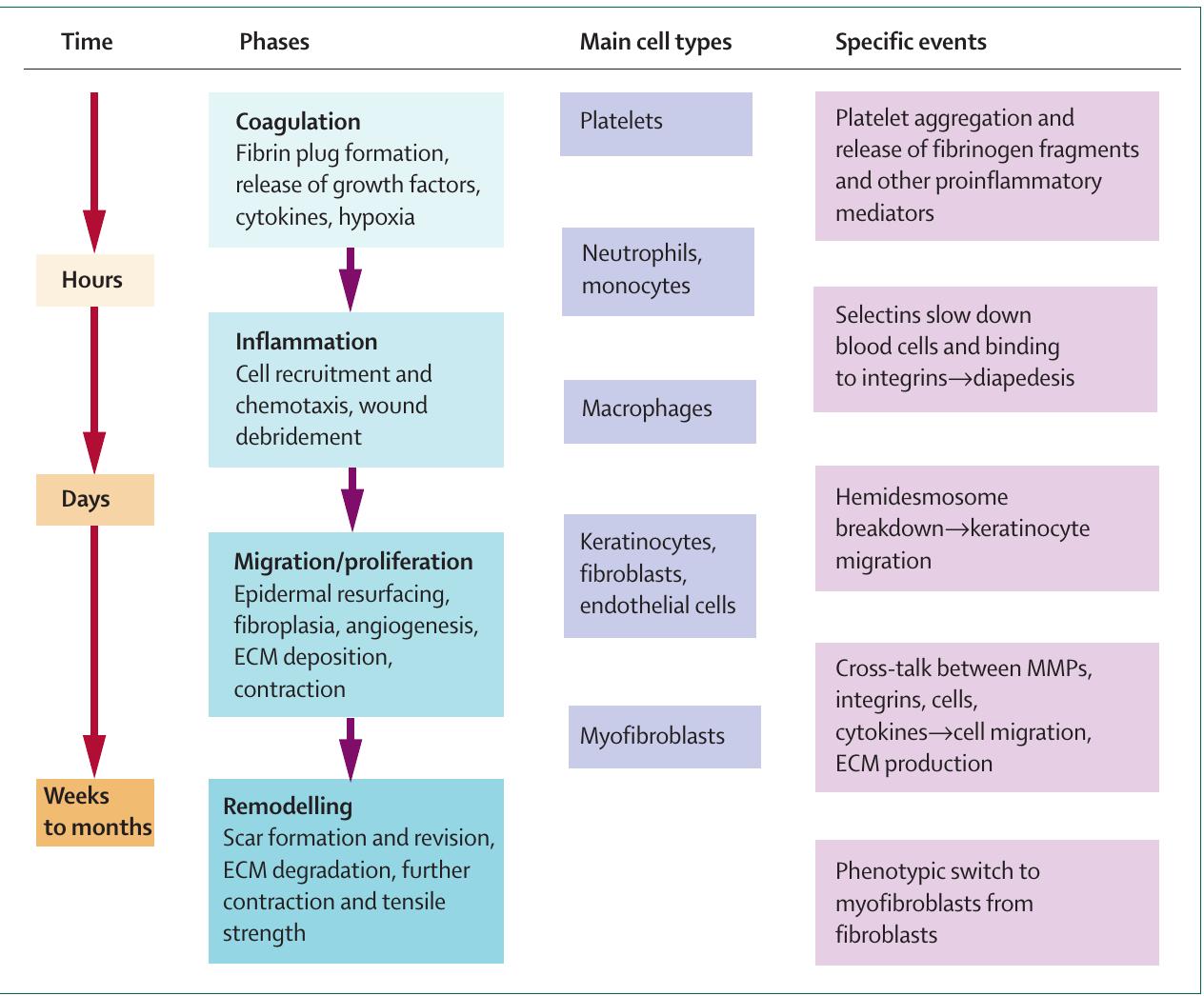 Phases of wound healing, major types of cells involved in