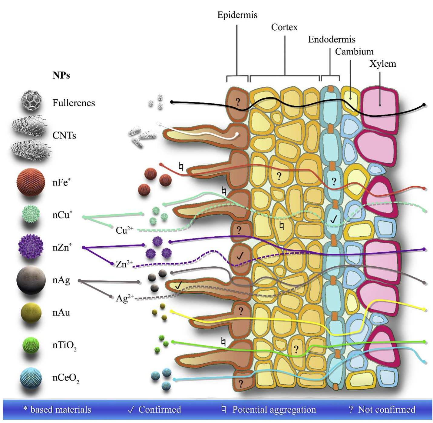 Interactions between a transverse cross section of the root