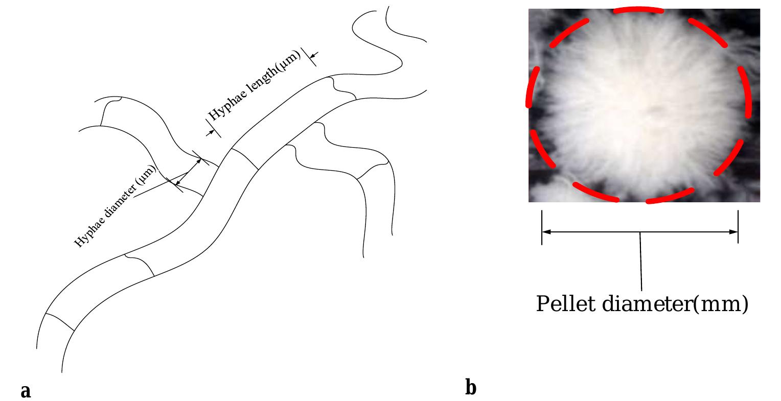 Illustration of (a) micro- and (b) macro-morphology
