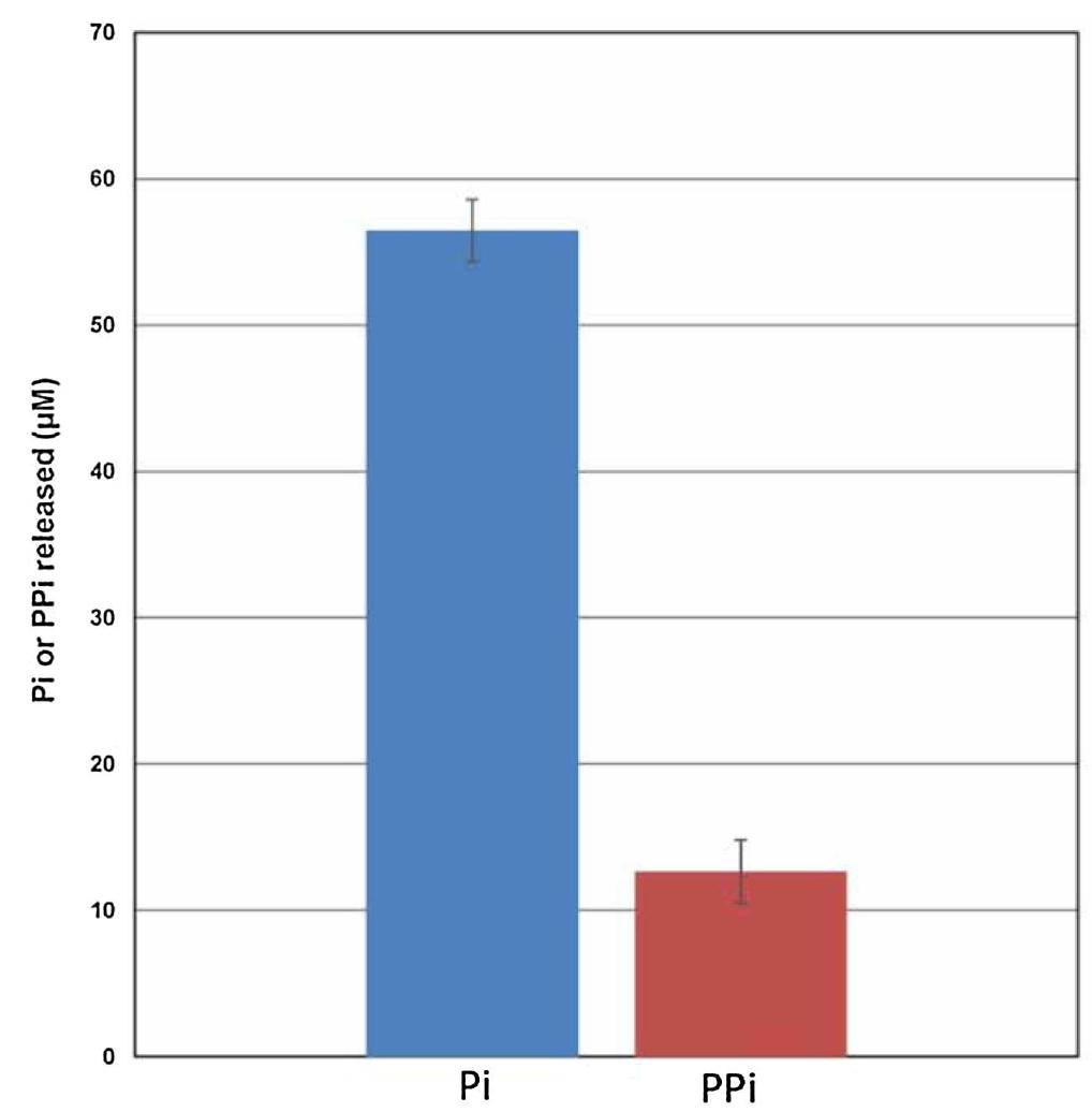 Comparison of ppi and pi formation during dna synthesis. the