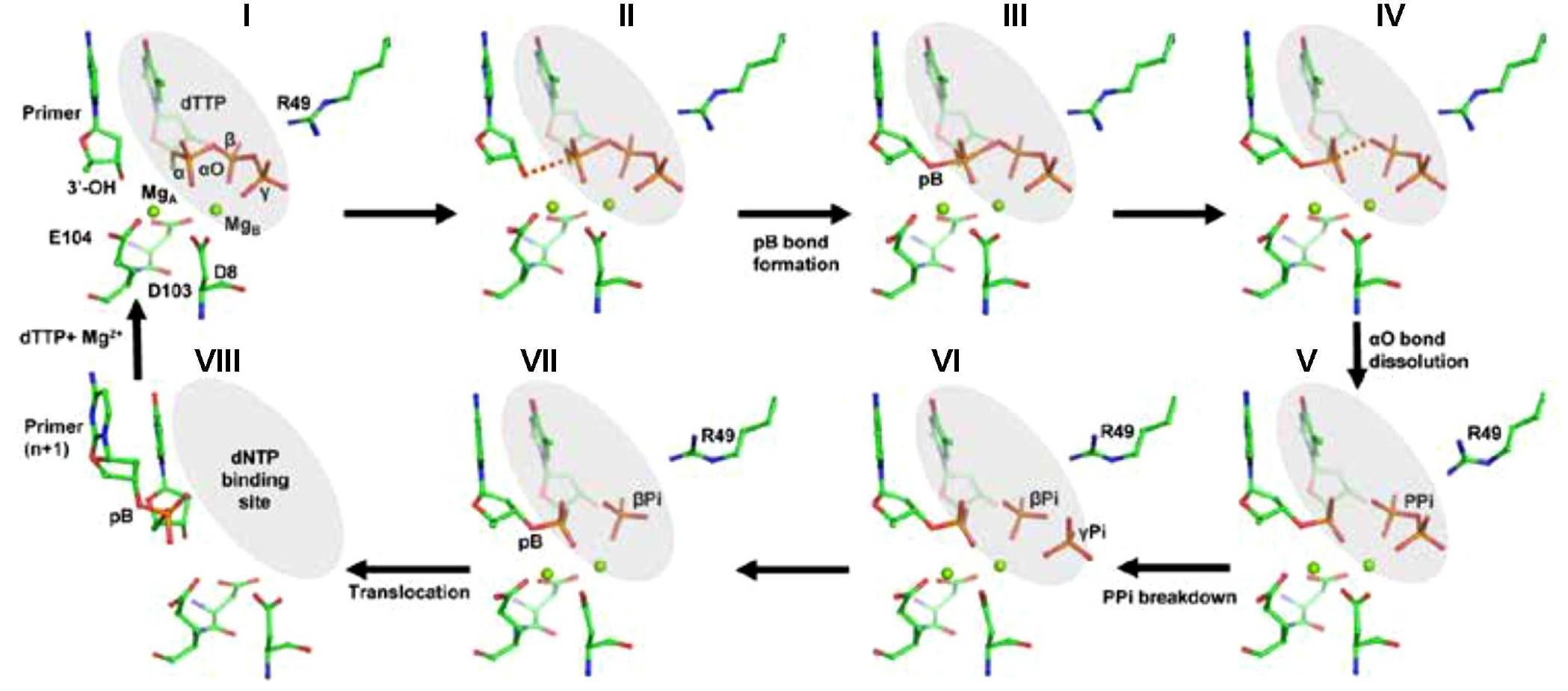 Mechanism of incorporation of dttp opposite da by dna