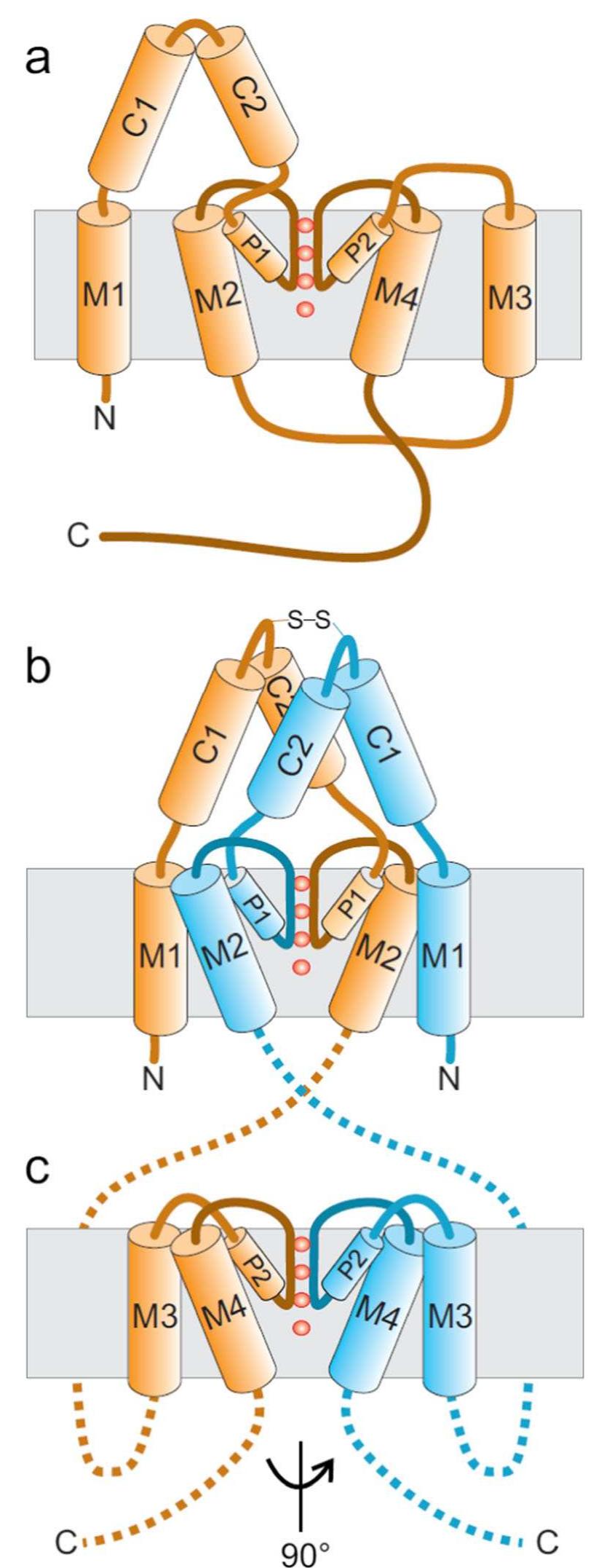 The structure of kyp-channels. a topology of ksp-channels. b